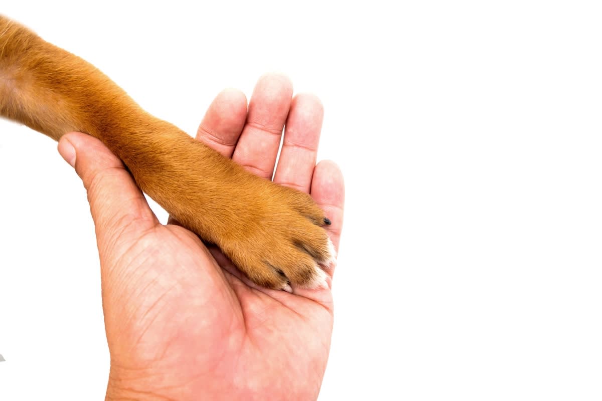 Grieving Rescue Dog Slowly Finds Joy With New Best Friend - Parade Pets
