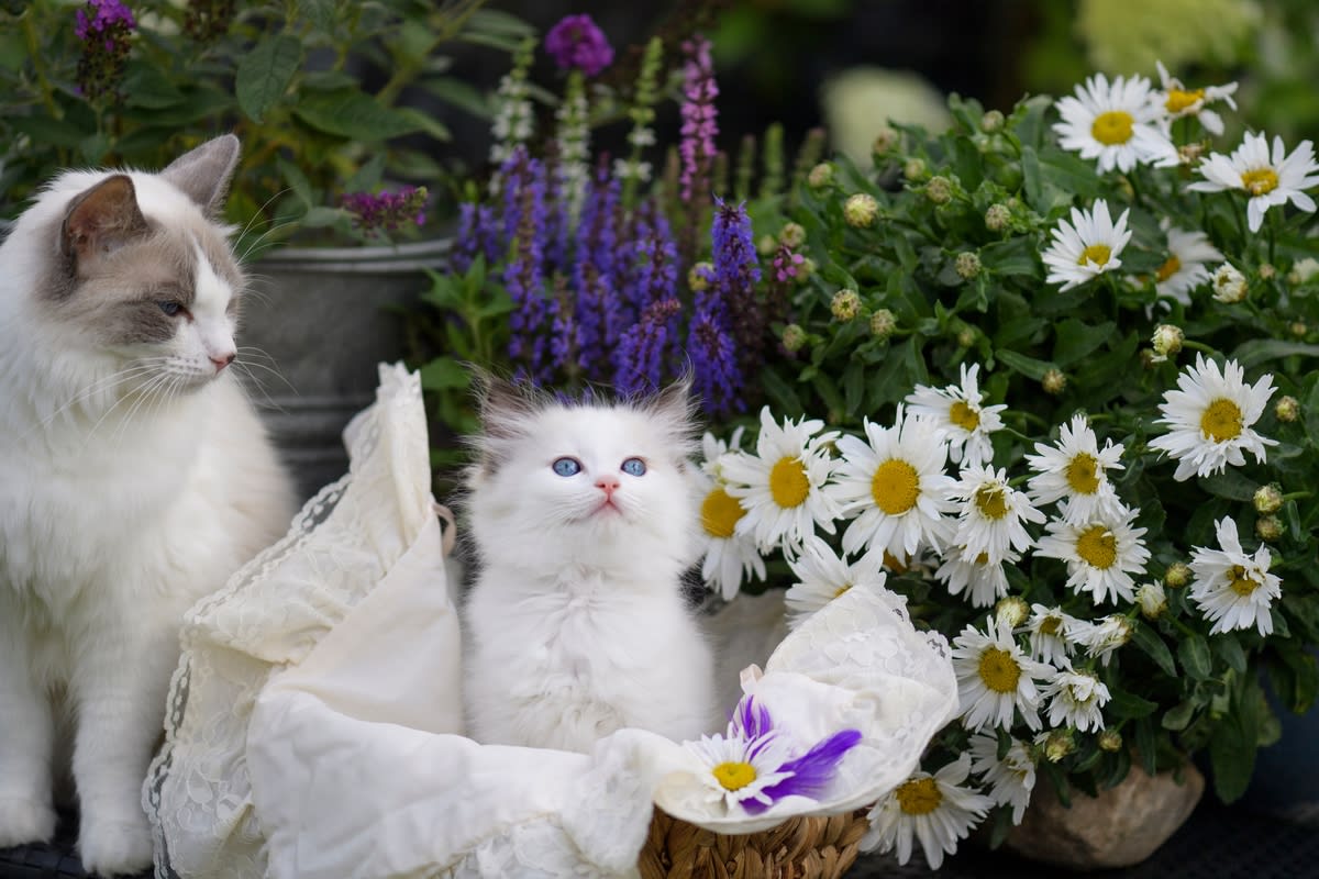 Doting Ragdoll Cat Mom Insists on Relocating Newborn Kittens to ...