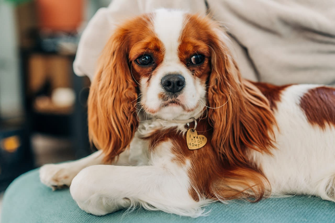 6 Words That Annoy Dogs the Most, According to Trainers - Parade Pets