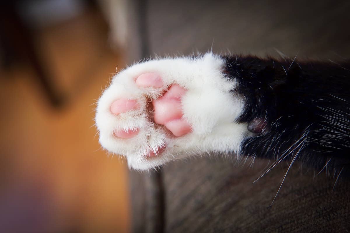Rare, Double-Nosed Tuxedo Kitten Is Stealing Hearts Everywhere - Parade ...