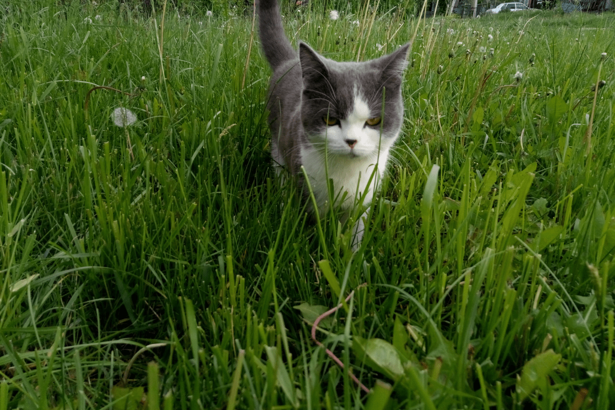 Rescue Dwarf Cat Narrates Her Garden Adventure One Step at a Time ...