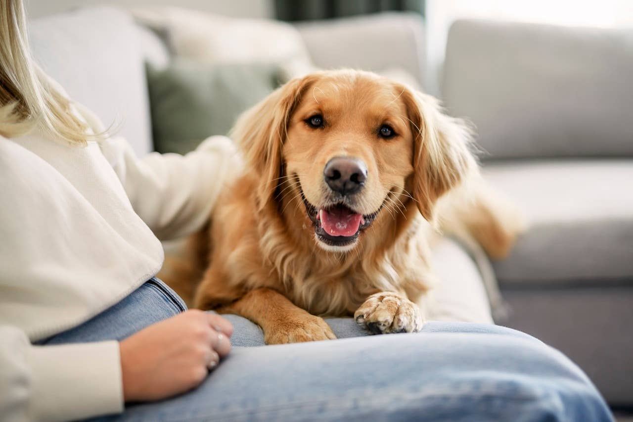 5 Best Dog Breeds for First-Time Dog Owners, Say Vets - Parade Pets