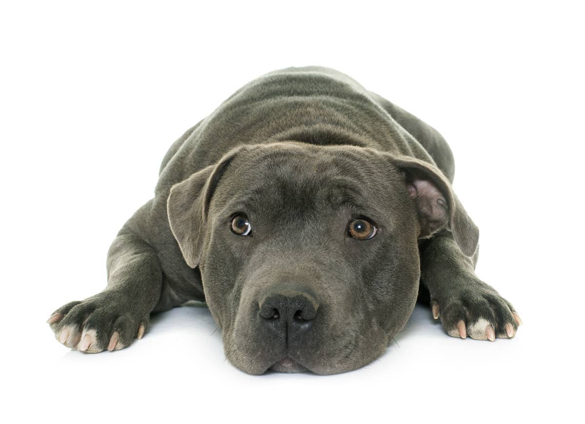 Blue Staffy’s Walk Gets a Rain Delay and Her Sadness Is So Real ...