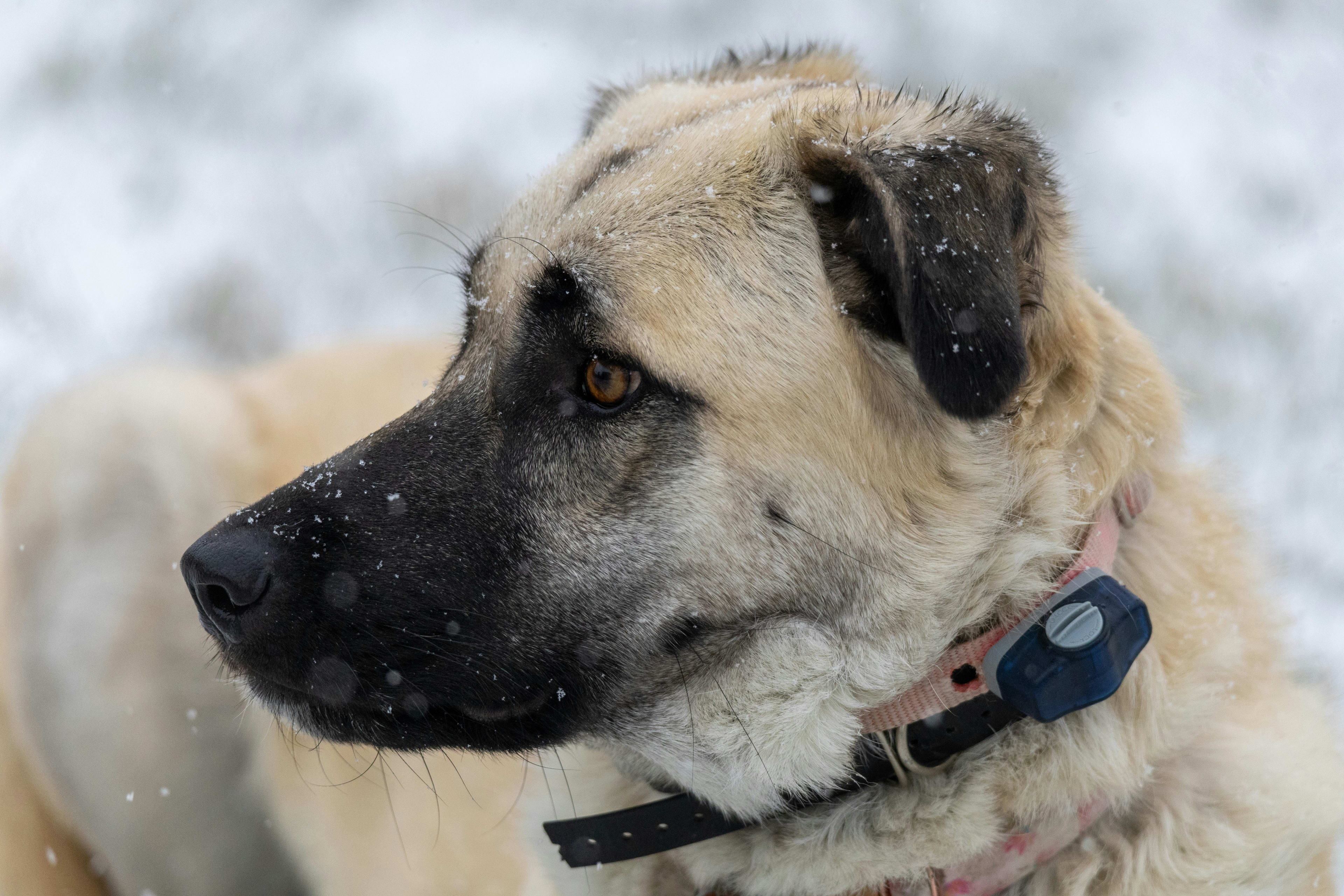 Anatolian Shepherd Taking 'Nightly Inventory' of Her Toys Is LOL Funny ...