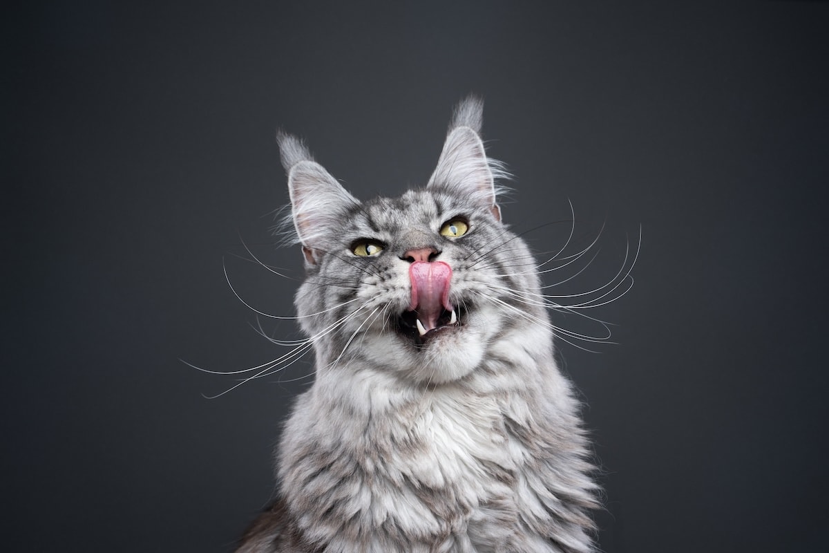 Stunning Silver Maine Coon Has a Lot To Say When His Mom Mentions ...