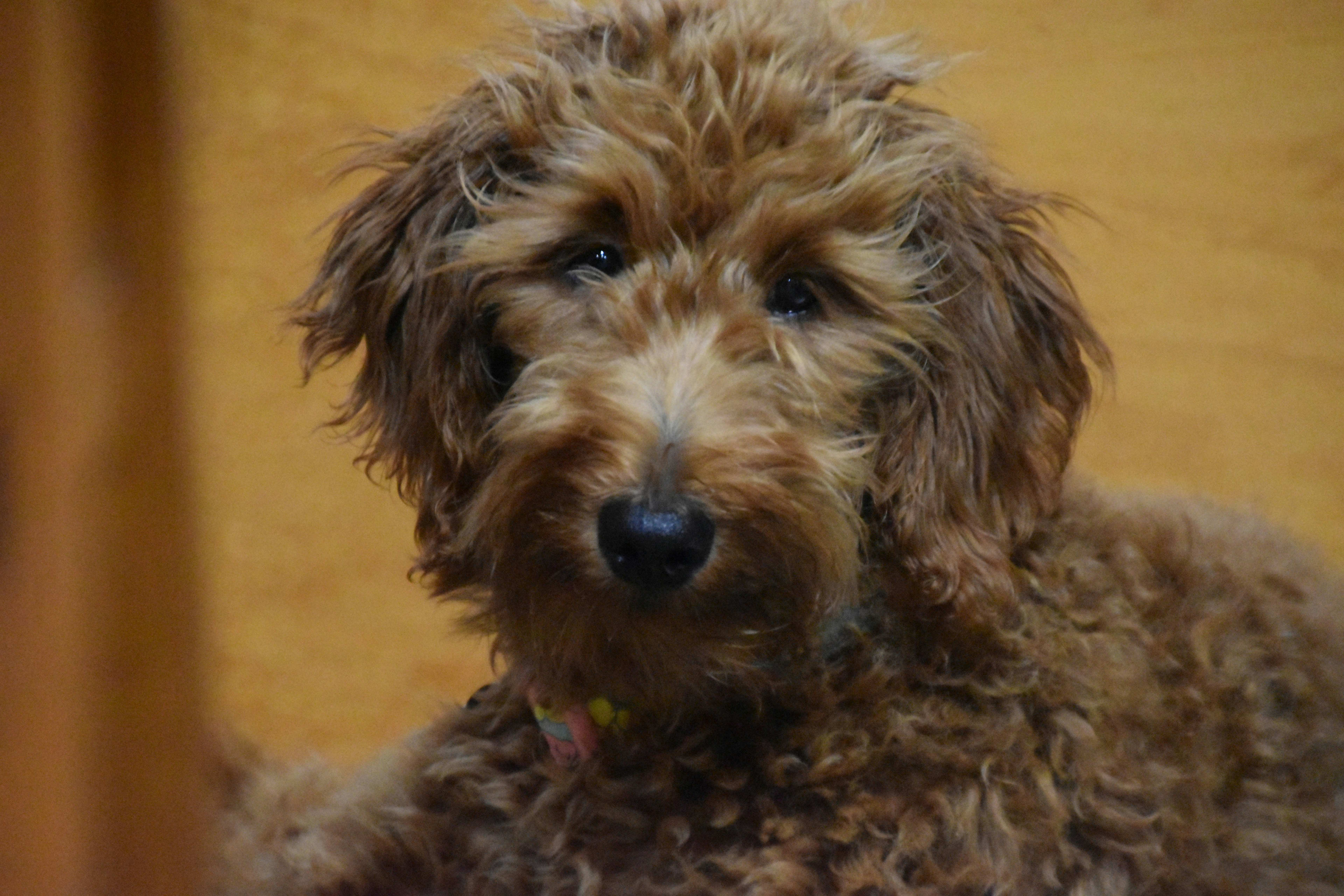 Goldendoodle's Ball Pit Fun Interrupted by Puppy in the Cutest, Chaotic ...