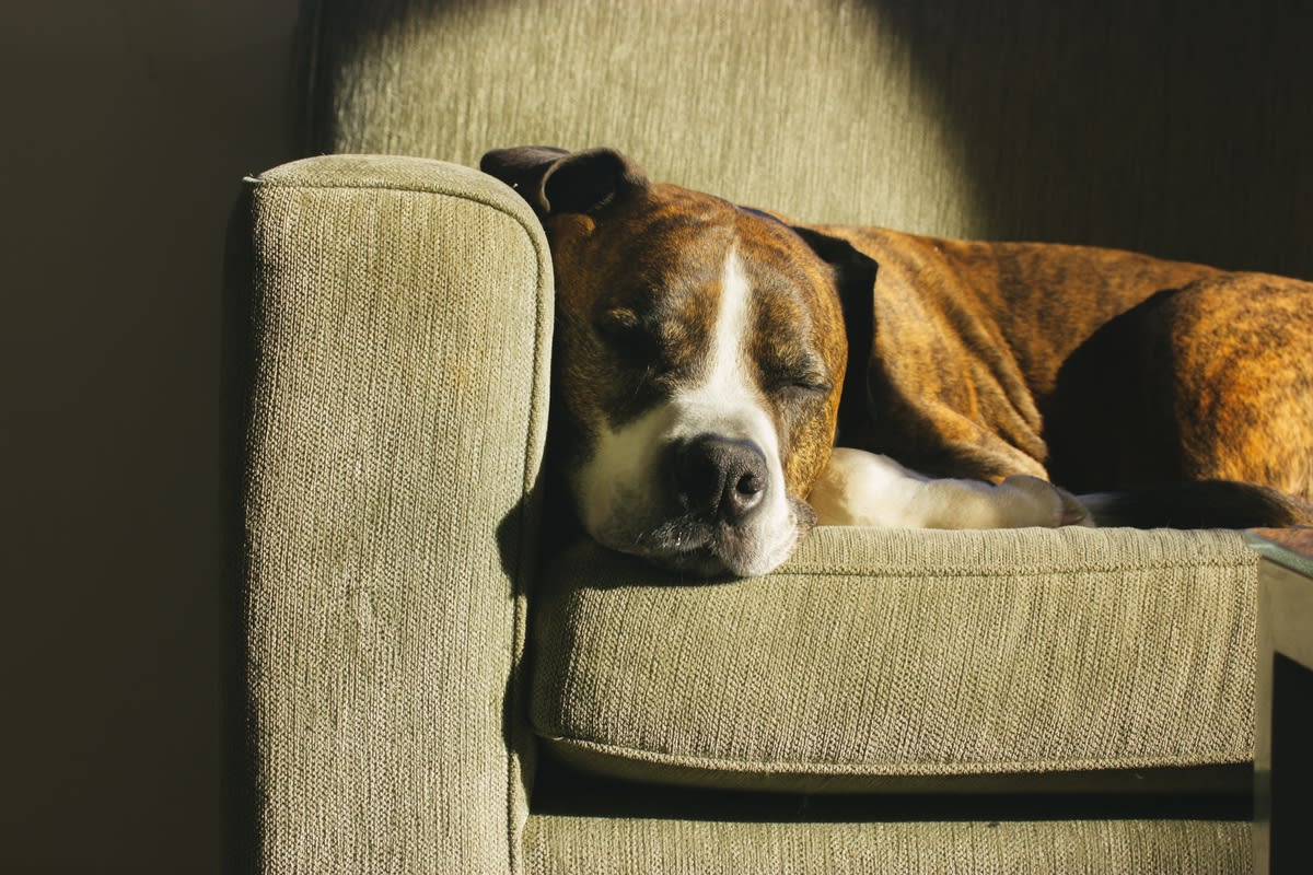 Neighbor’s Boxer Learns the Doggie Door and Makes Herself Right at Home ...