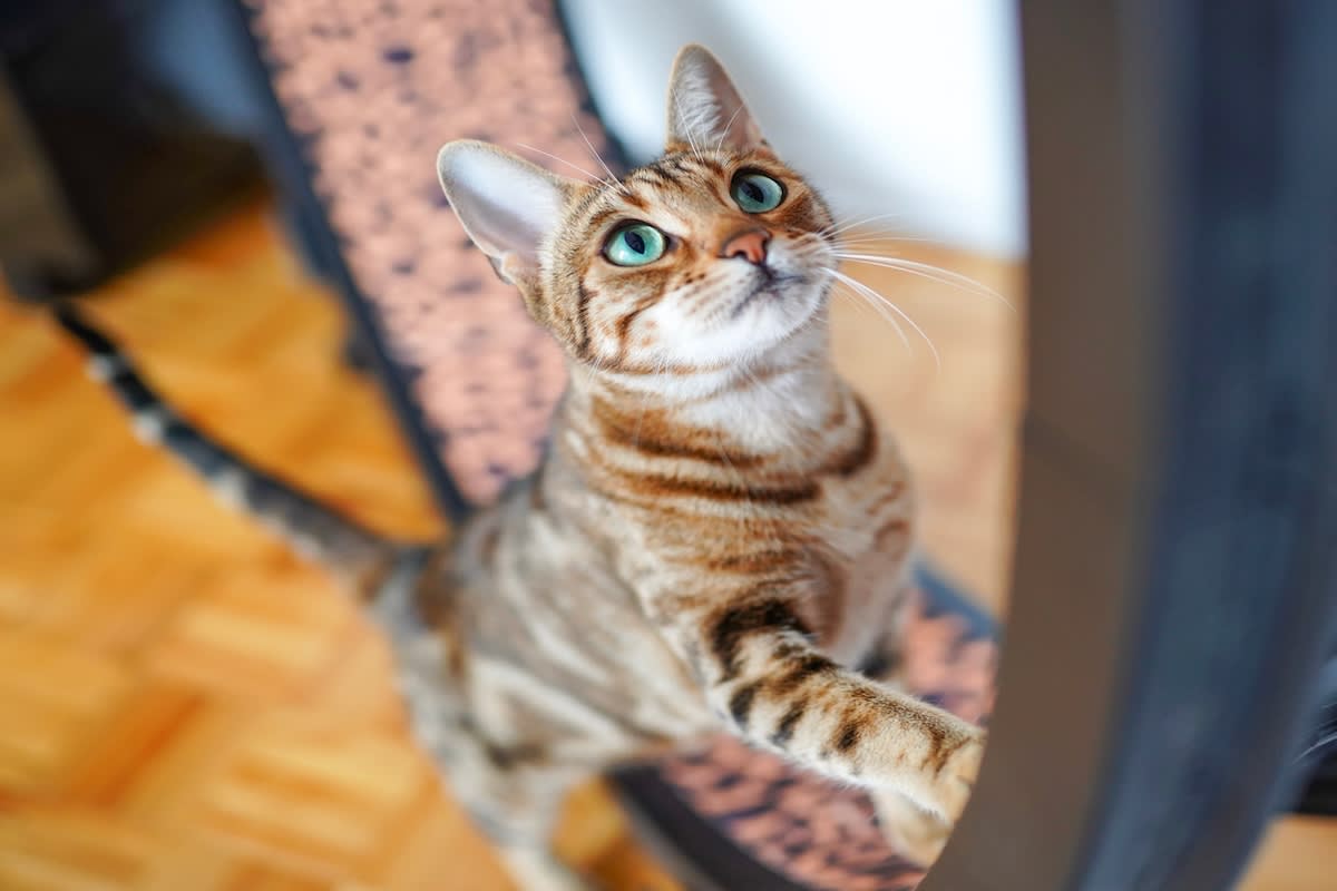 Bengal Cat 'Driving' Exercise Wheel Could Be in Formula 1 - Parade Pets