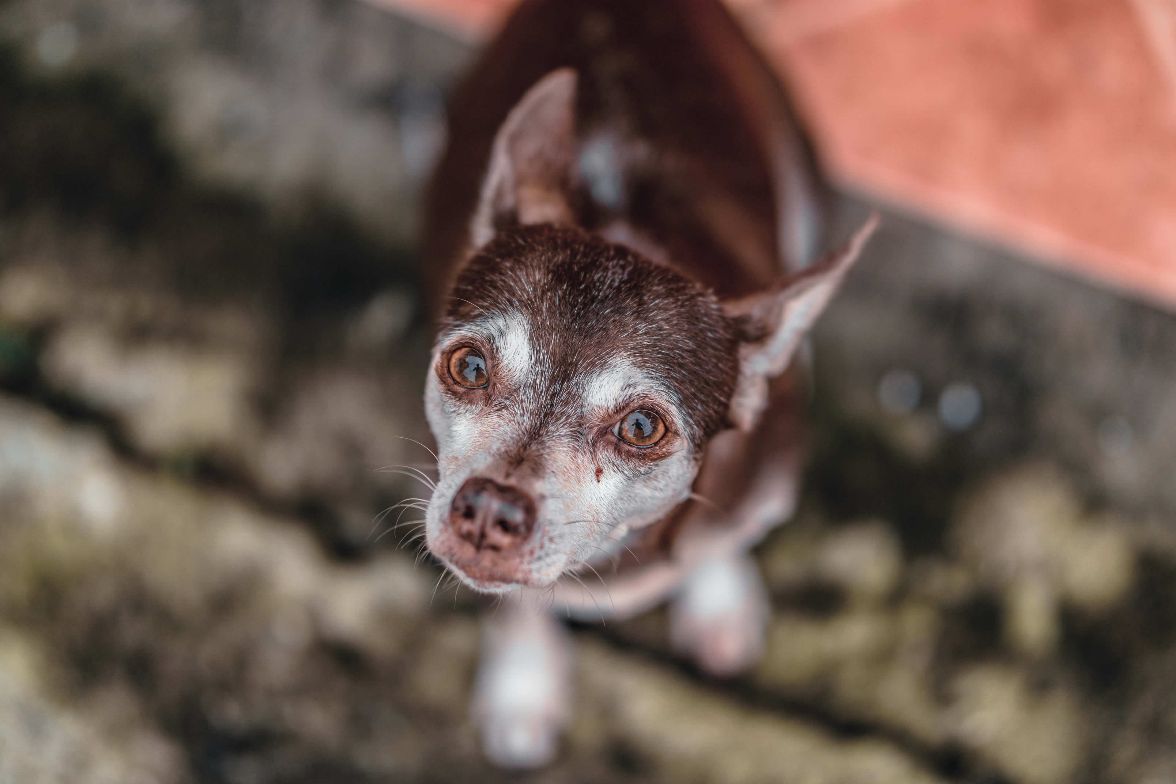 Senior Chihuahua's Snowy 'Bucket List' Adventure Is One for the Books ...