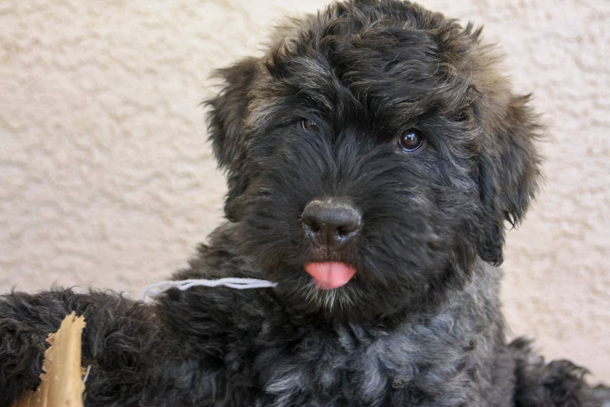 Rare Bouvier de Flandres Puppy Already the Size of an Adult Human ...