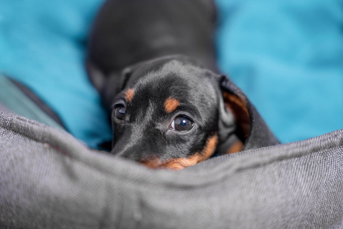 Dachshund Puppy’s Cries for His Mom Have the Sweetest Ending - Parade Pets