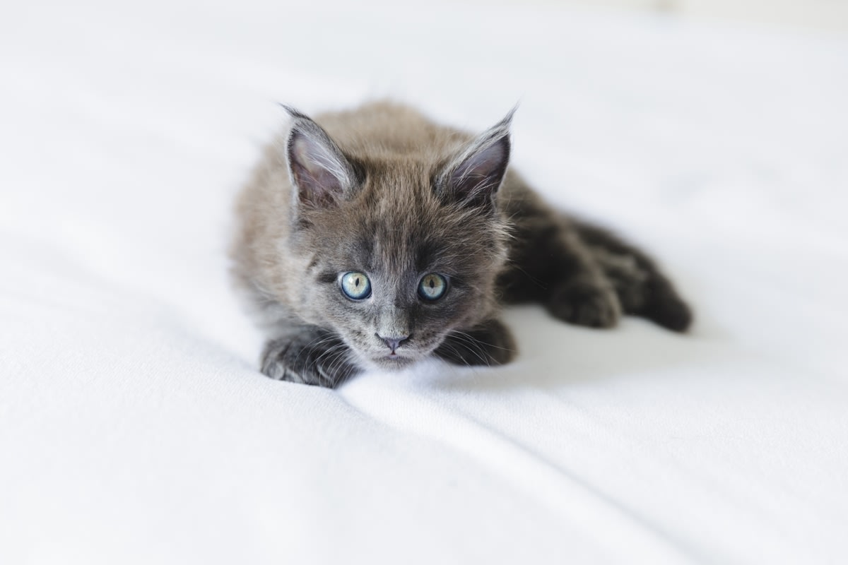 Maine Coon Kittens Go Full 'Stranger Danger Mode' Meeting Dad for the ...