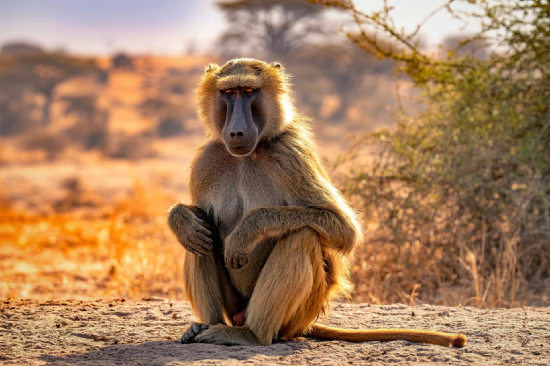 Guitarist Serenades Baboons Who Respond in Most Hilarious Way - Parade Pets