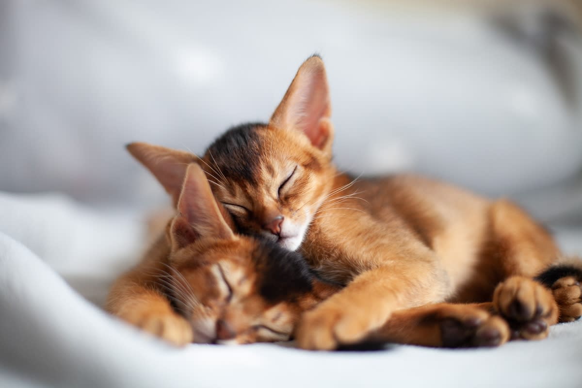 Rescue Cat Gets So Happy When Mom Adopts Her Daughter Too - Parade Pets