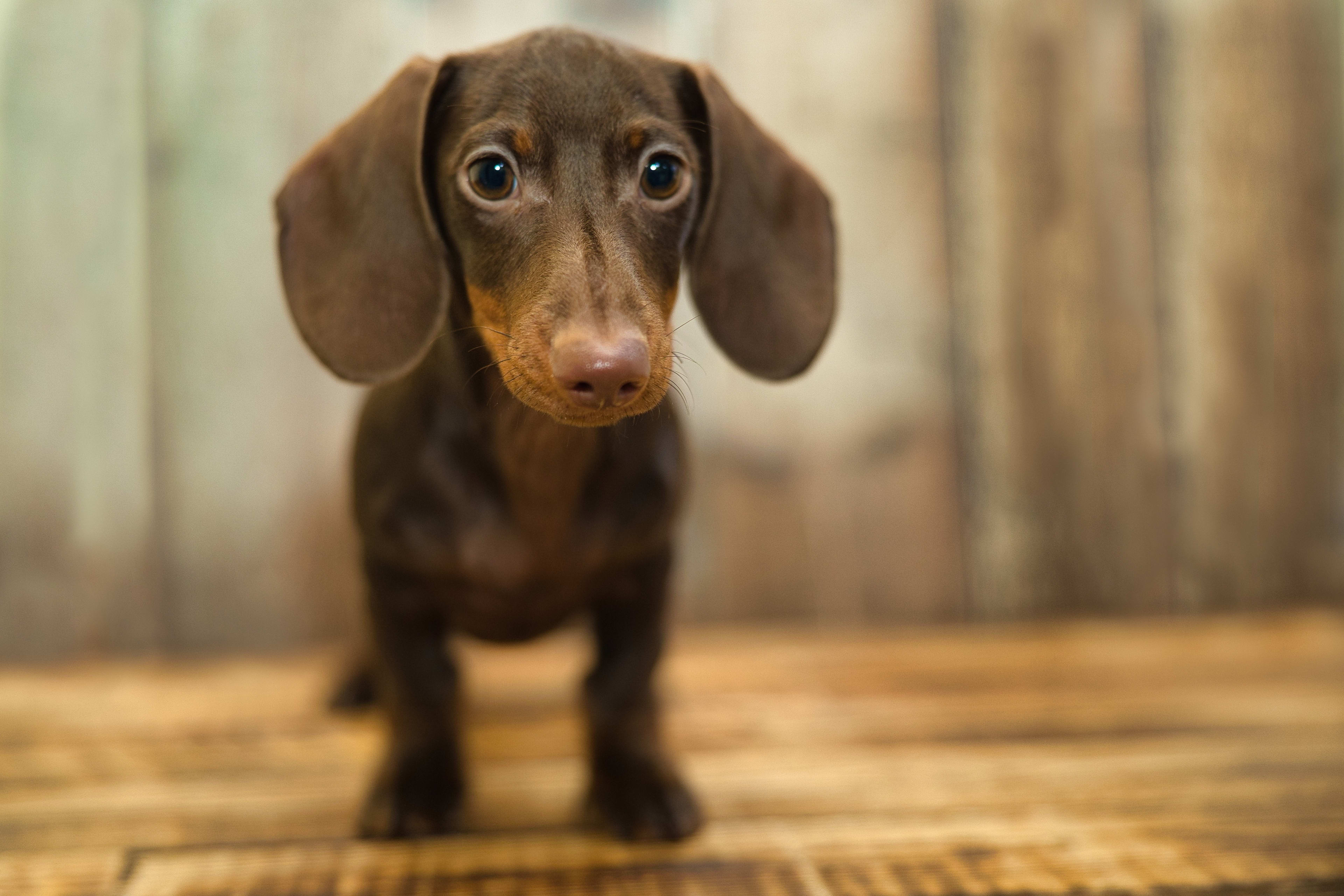 Adorable 13-Week-Old Mini Dachshund Learns Her First Tricks - Parade Pets