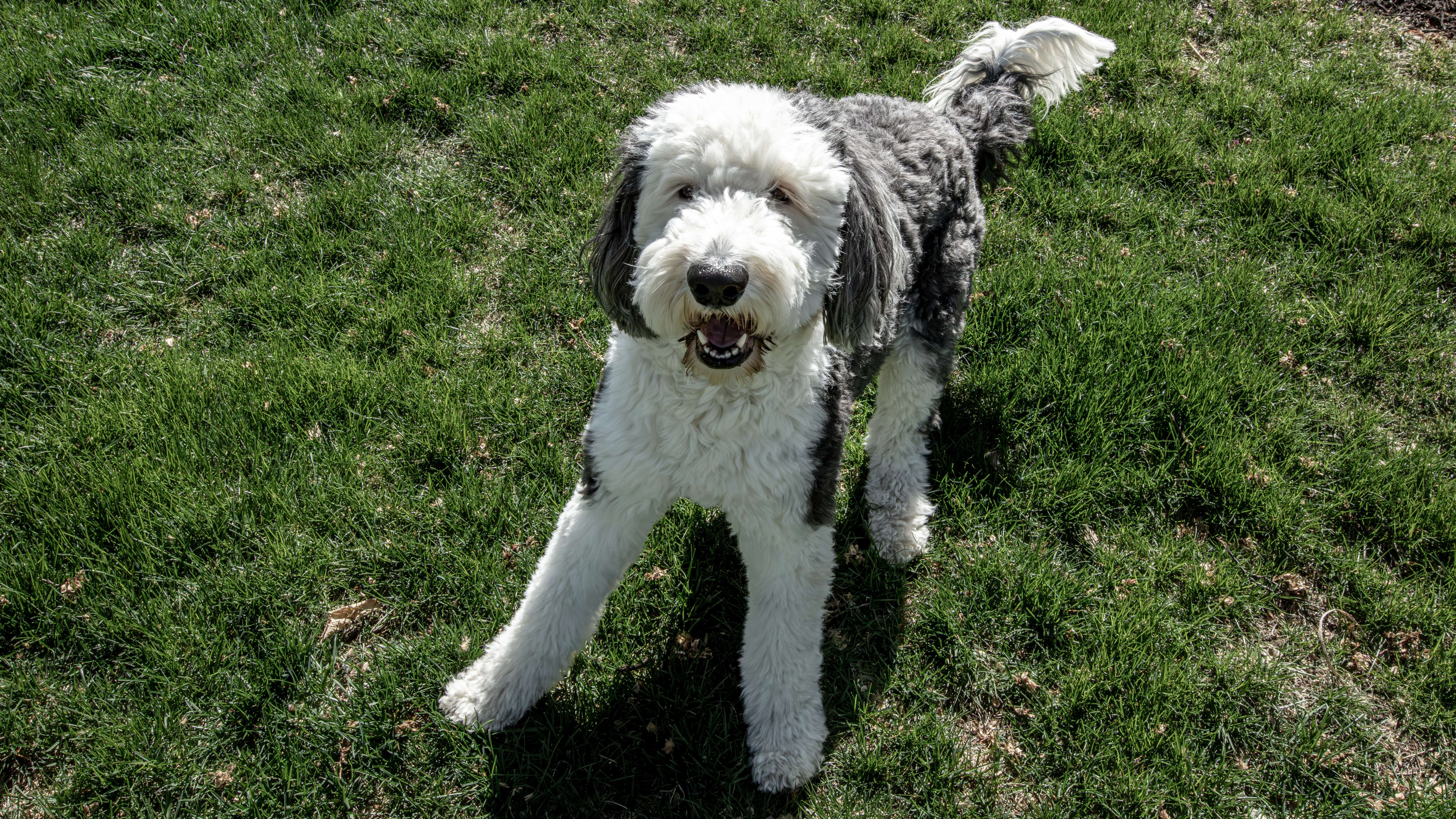 Large Sheepadoodle Tries So Hard To Be the Size of a Lap Dog - Parade Pets