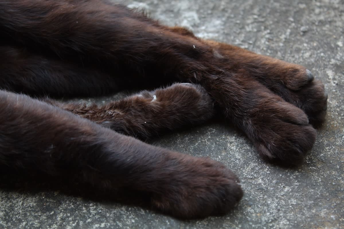Black Cat Named 'Big Jerry' Is the Coolest Guy In Town - Parade Pets