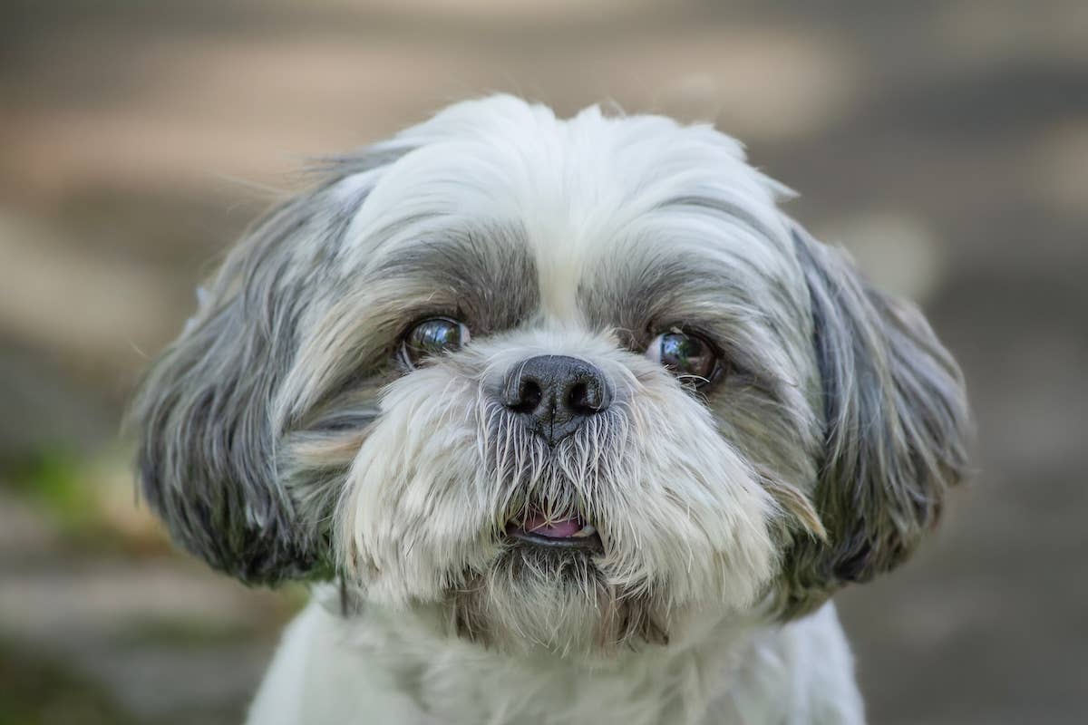 Missing Shih-Tzu Miraculously Reunites With Family After a Year ...