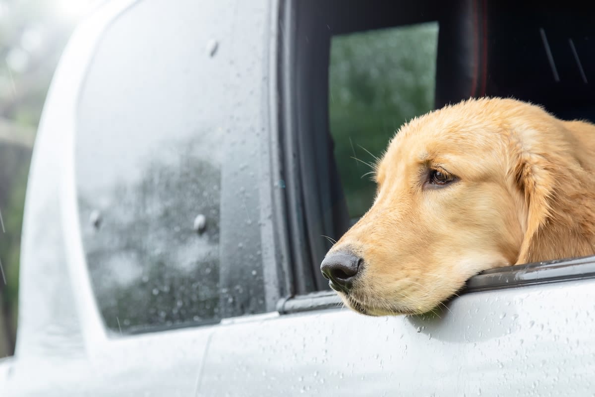 Golden Retriever Expects Chicken Nuggets After Vet Visit - Parade Pets