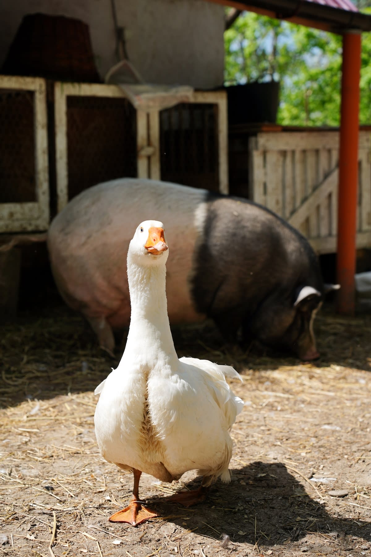 Goose and Pig Walking Together in Harmony Feels Like a Storybook Scene ...