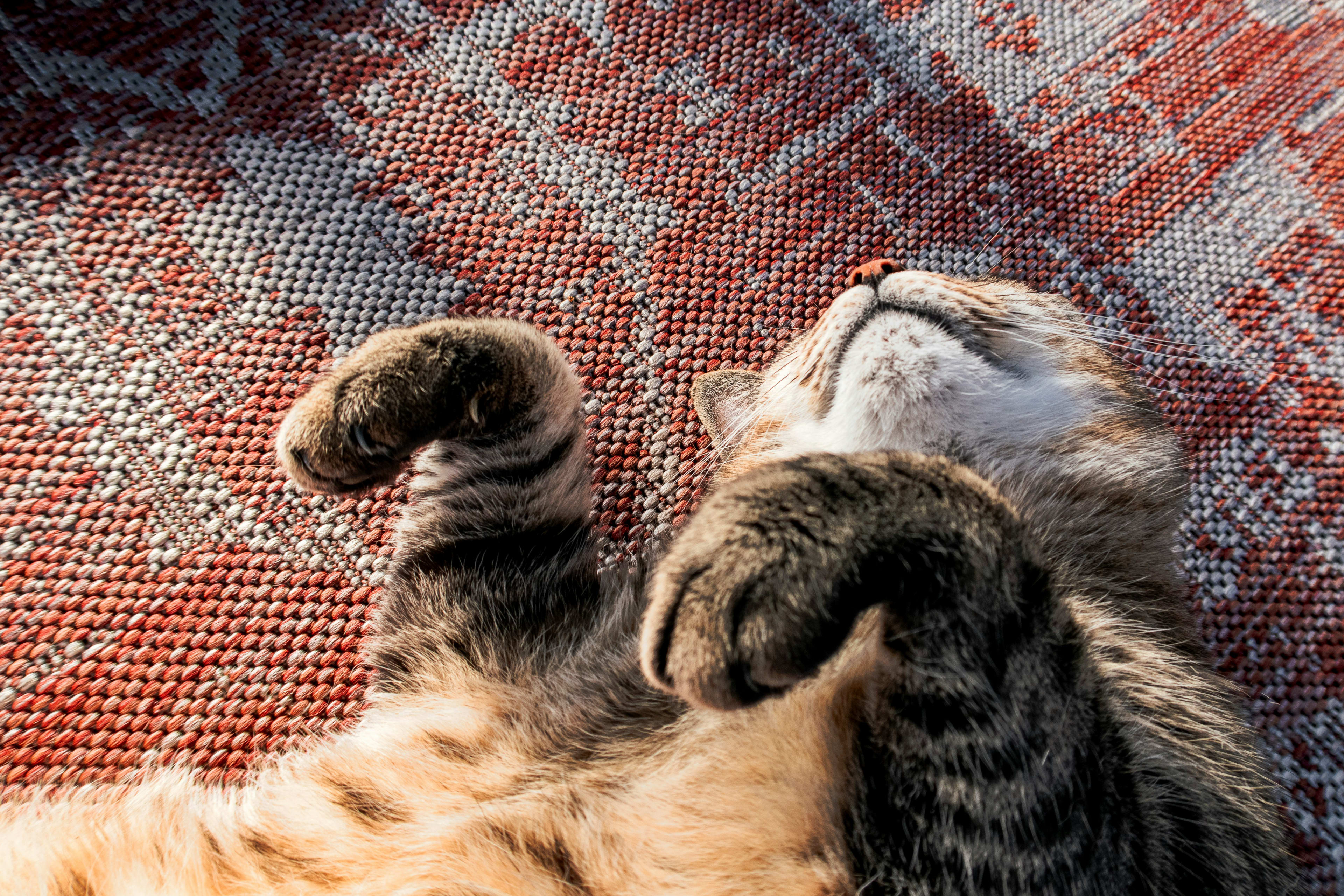 Tabby Cat With No Teeth Resembles a Little Old Man Who Forgot His ...