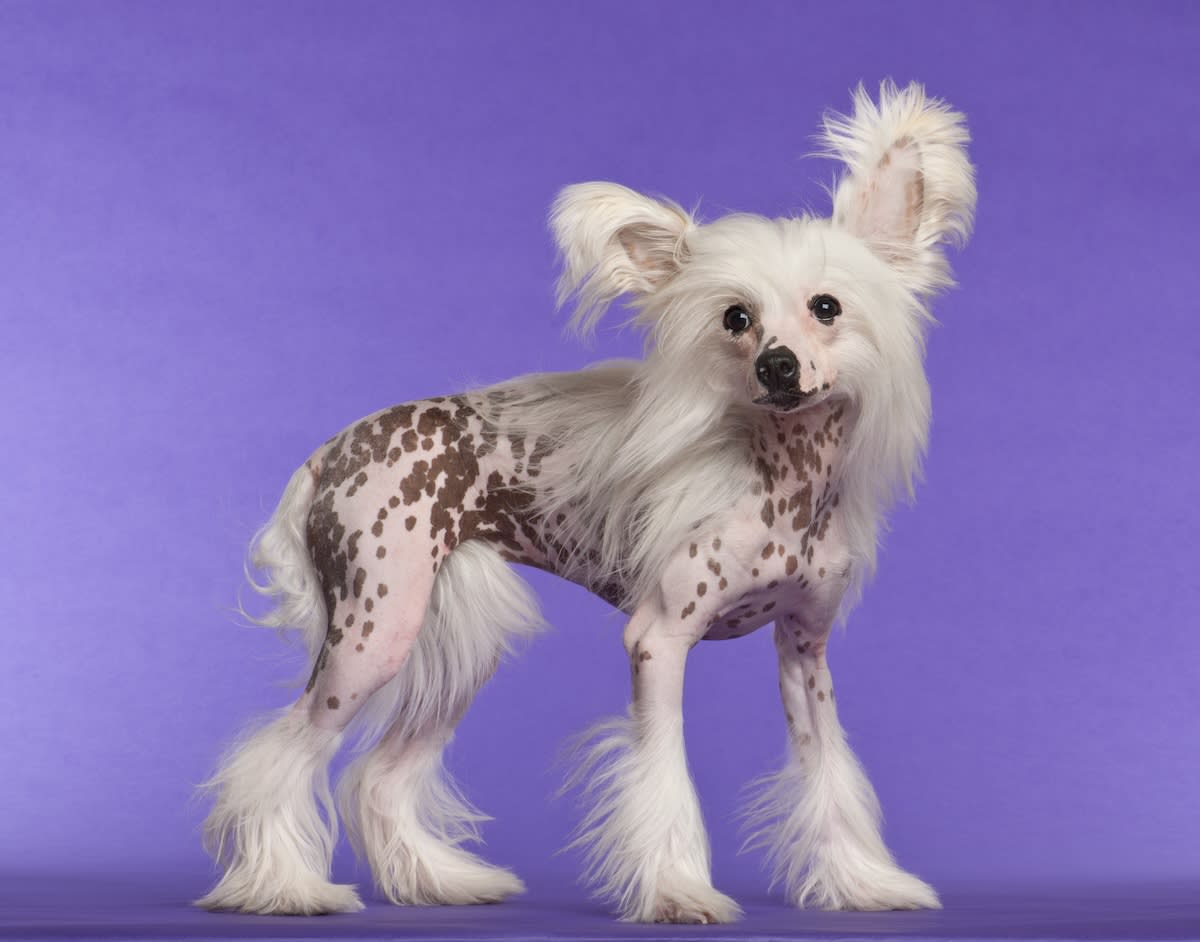 Chinese Crested Dog Looks Like an '80s Rock Star on the Way to a Gig ...