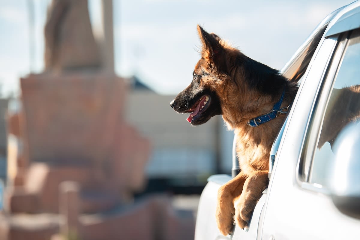 German Shepherd Treats Passing Cars Like a Snack and It's Too Funny ...
