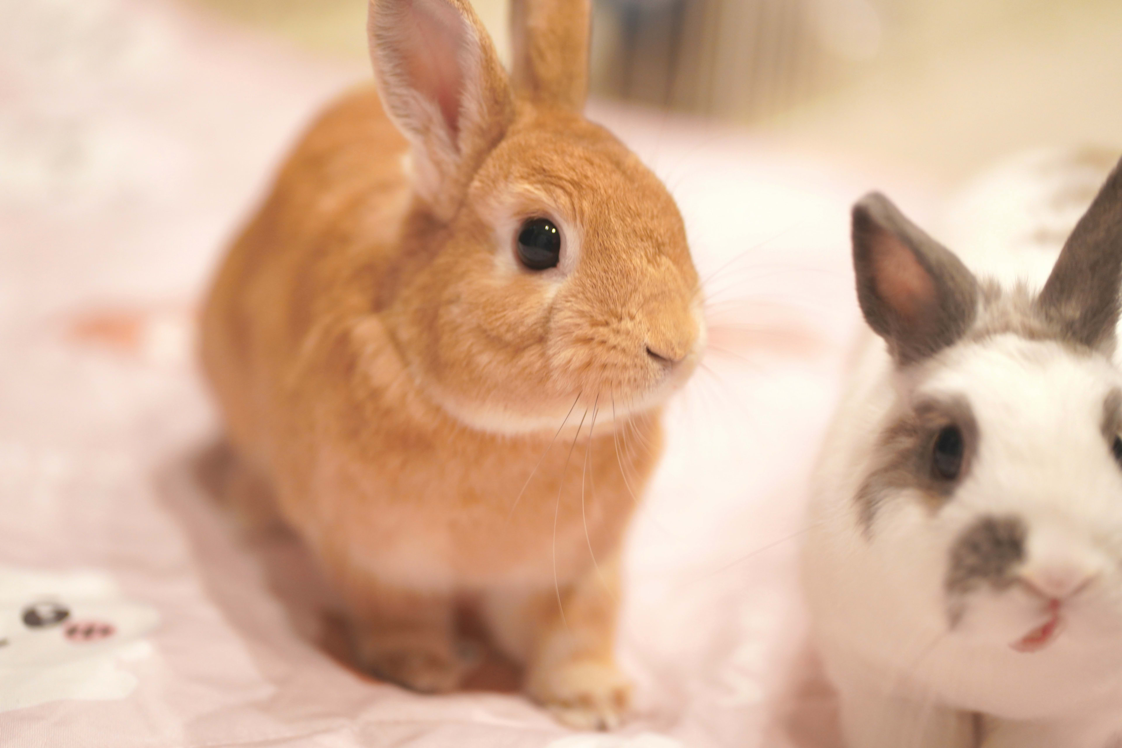 Fluffy Baby Bunnies' Epic Sleepover With Human Sibling Is the Coziest ...