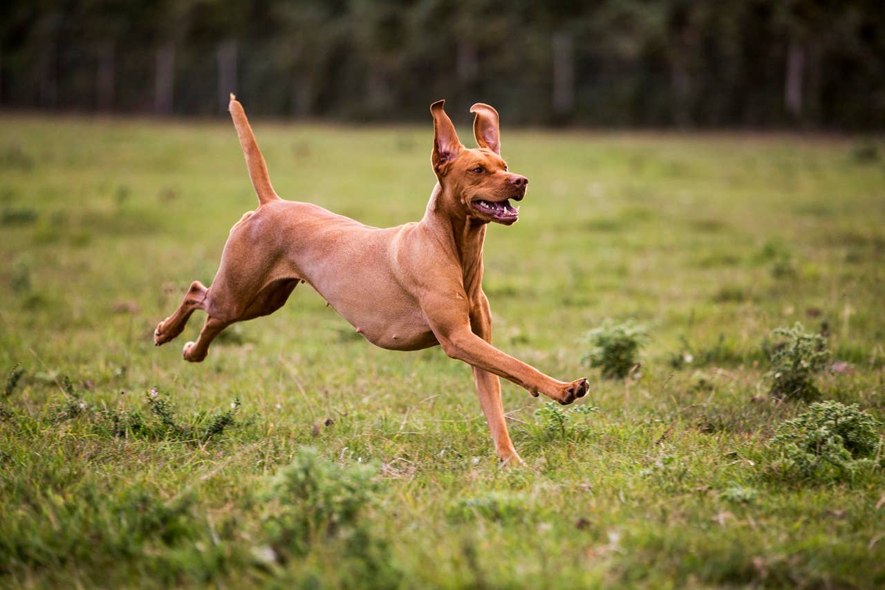 6 Most Athletic Dog Breeds, Acording to a Trainer - Parade Pets