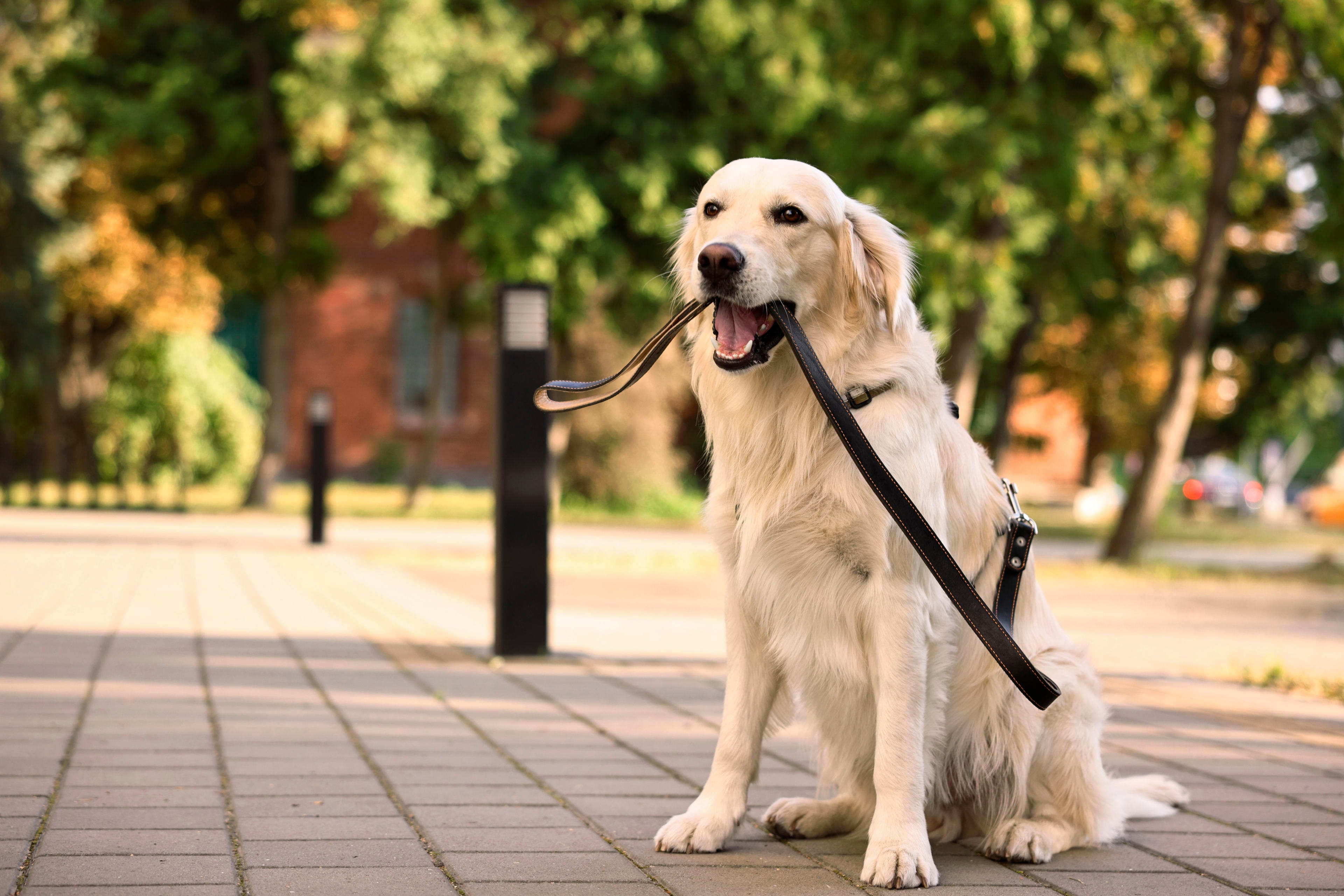 Persistent Golden Retriever Stares Down His Human for a Walk - Parade Pets