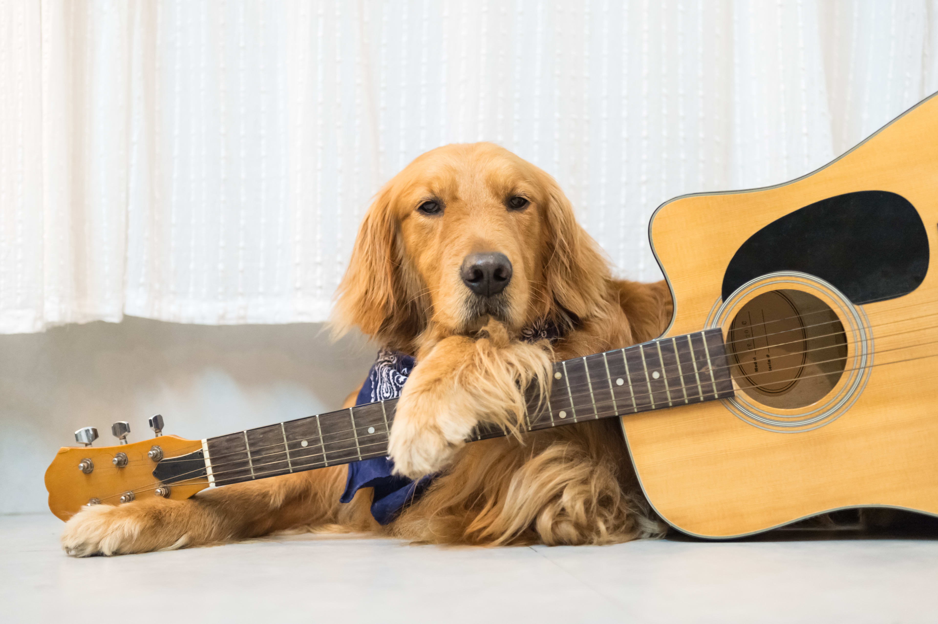 Musical Pup Joins Dad for a Guitar Solo: 'He Prefers No Pick' - Parade Pets