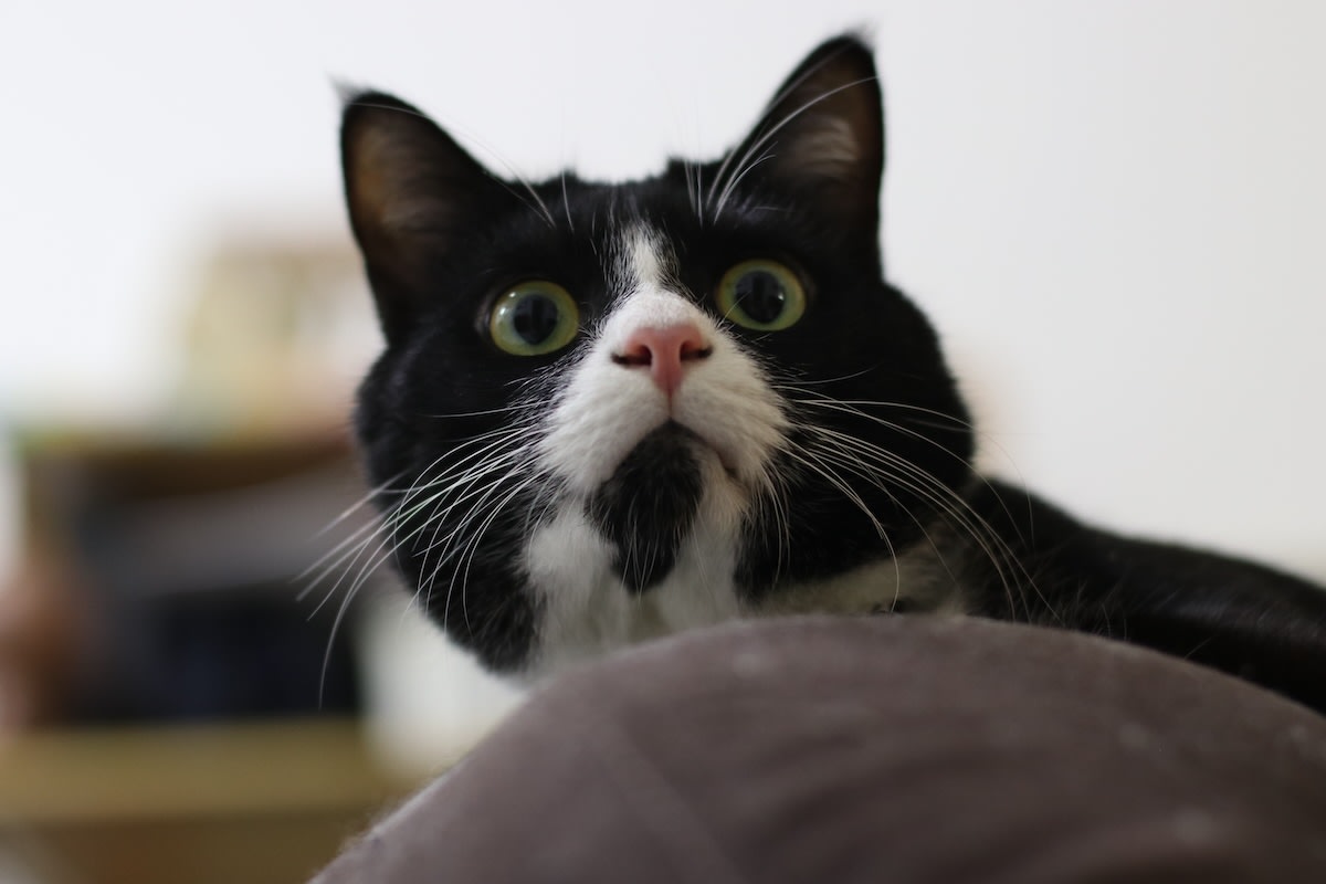 Rescue Tuxedo Cat Shows off His Moves to 'Single Ladies' - Parade Pets