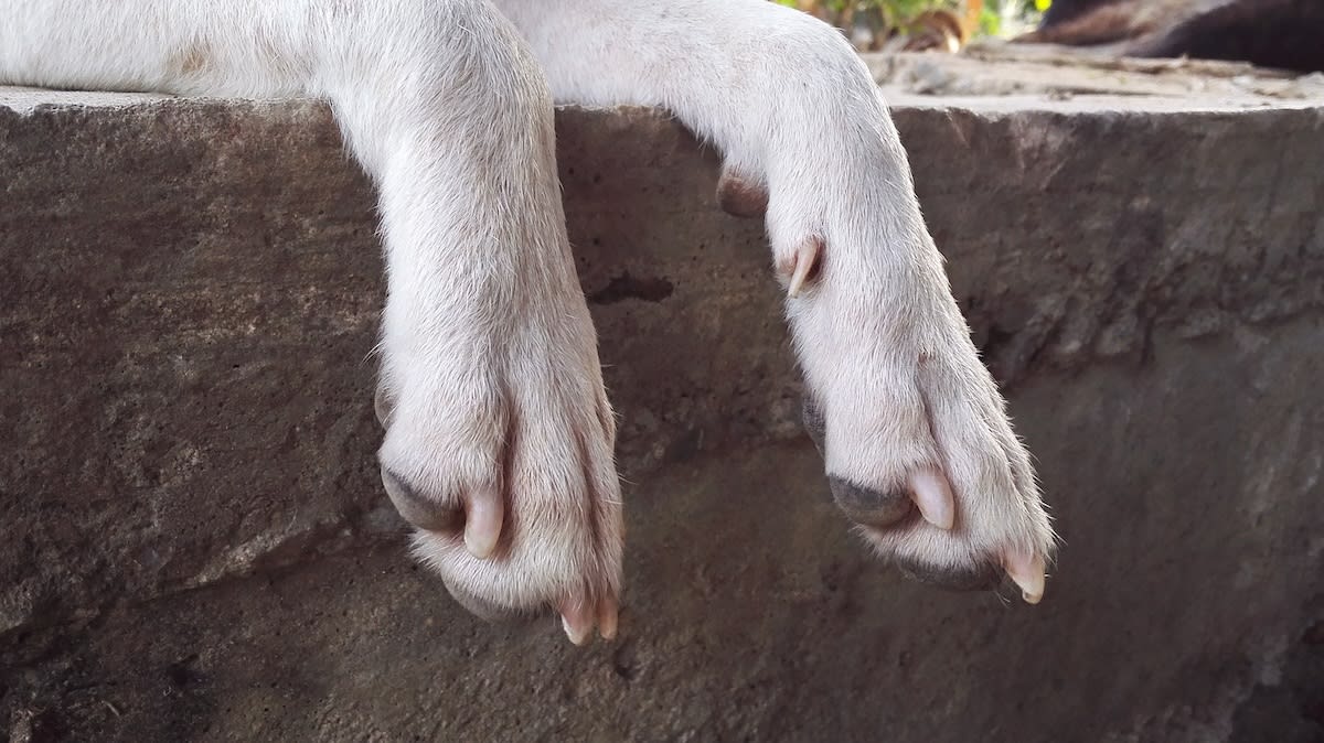 German Shepherd's Paws Legit Look Like Tiny Teddy Bears and Everyone's ...