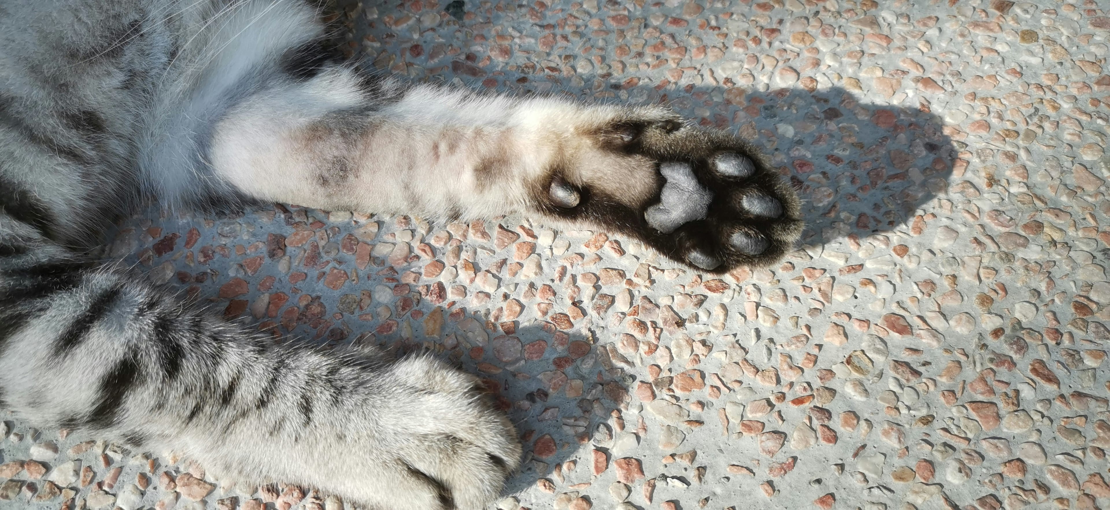 Wizard-Looking Senior Cat With Rare Genetic Disorder Discovers His ...