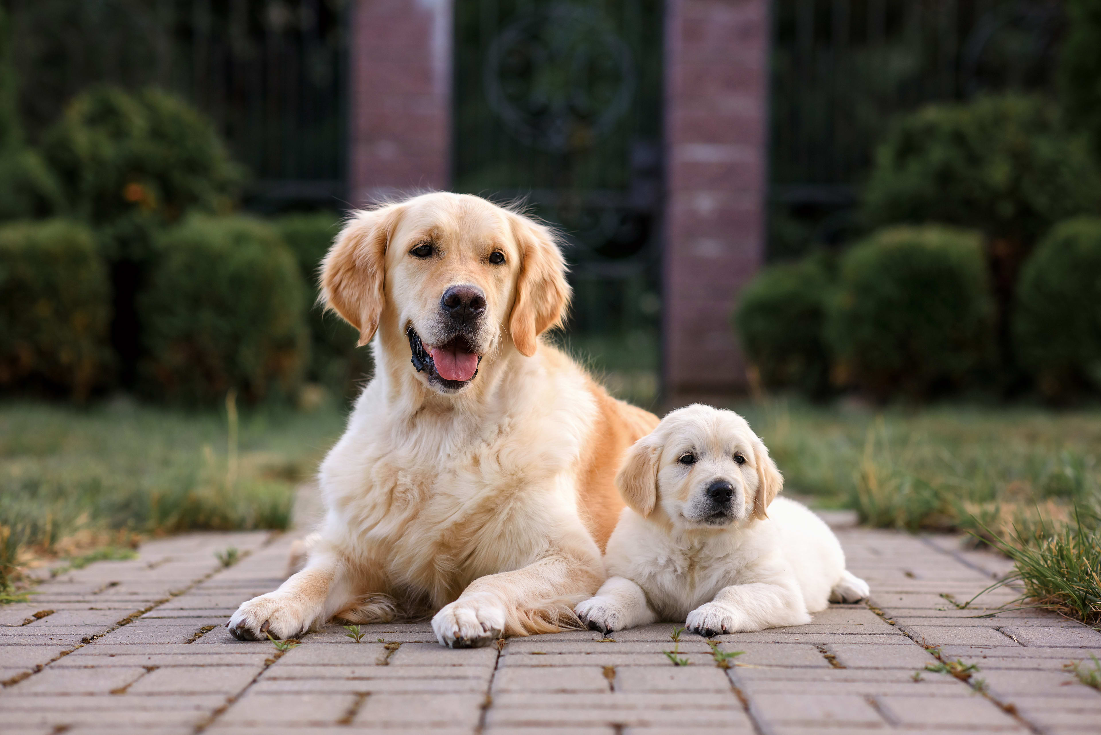 Emotional Golden Retriever Kisses Puppy Goodbye Before Adoption ...