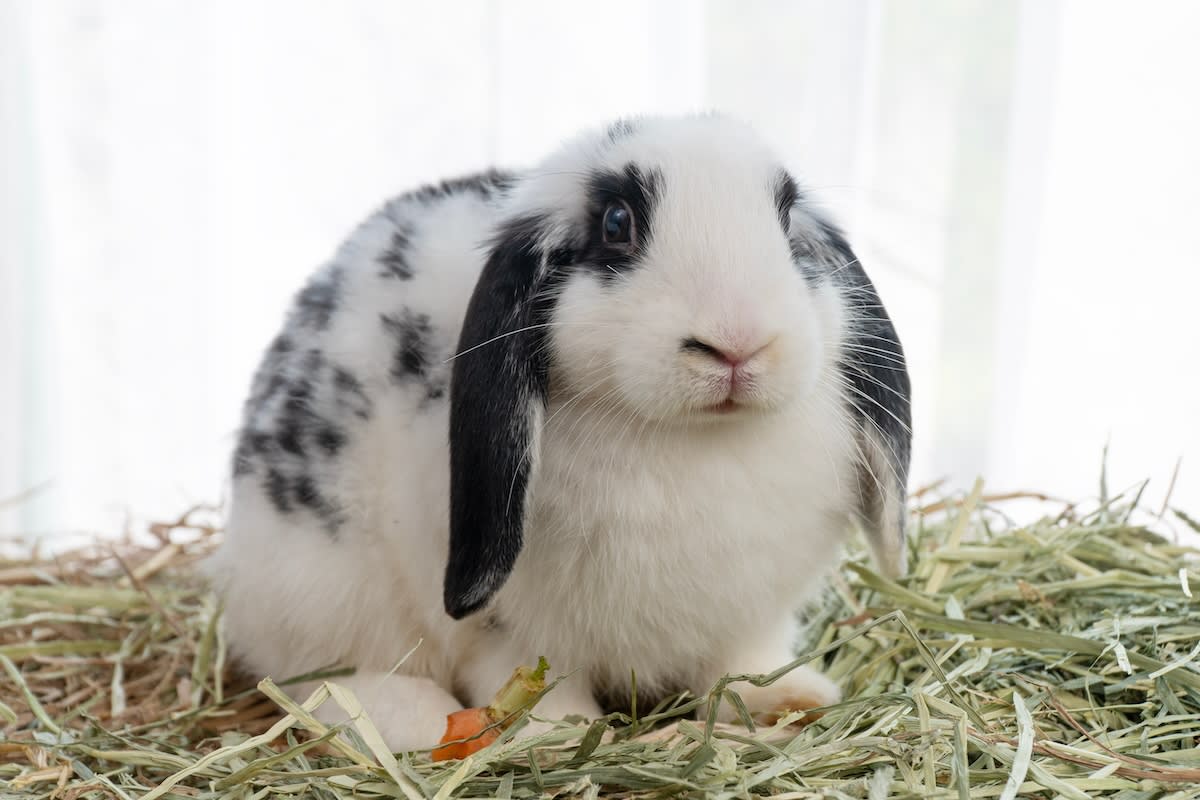 Paralyzed Bunny’s Beach Day in His Wheelchair Is Pure Joy - Parade Pets