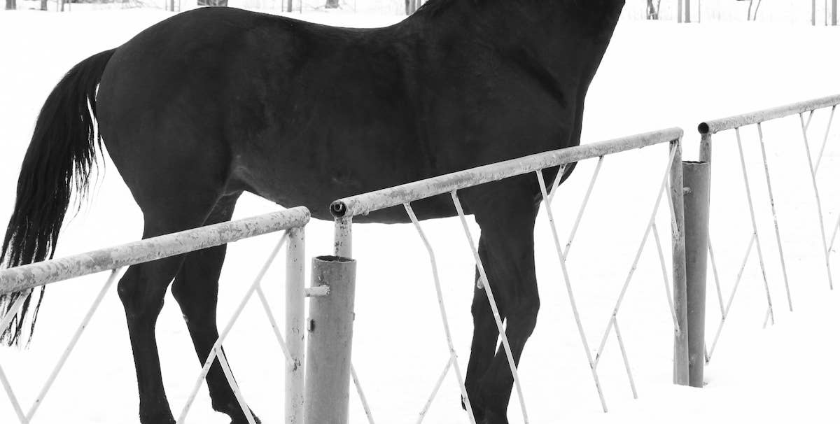 Black Horse With a White Face Looks Like He Was Dipped in Milk - Parade ...