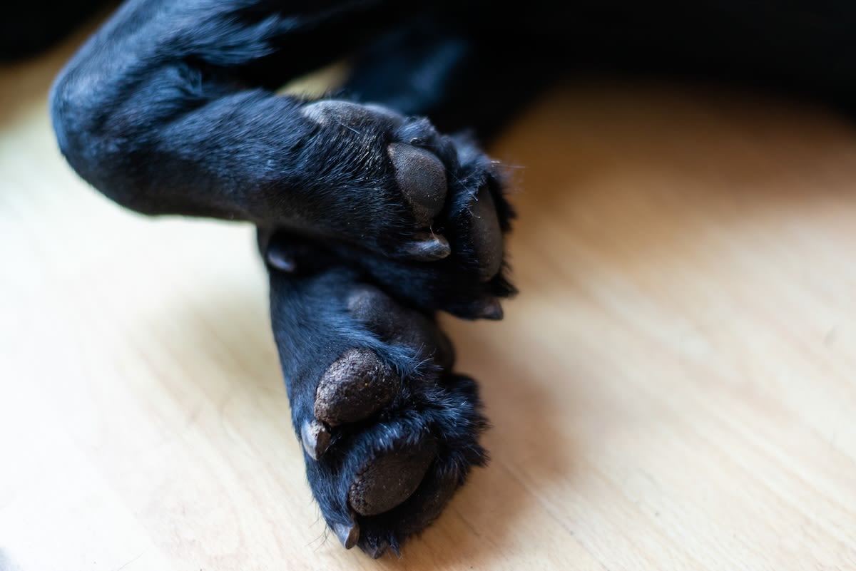 Chihuahua-Xolo Mix Puppy Looks Like She’s Wearing Fancy Fur Boots ...