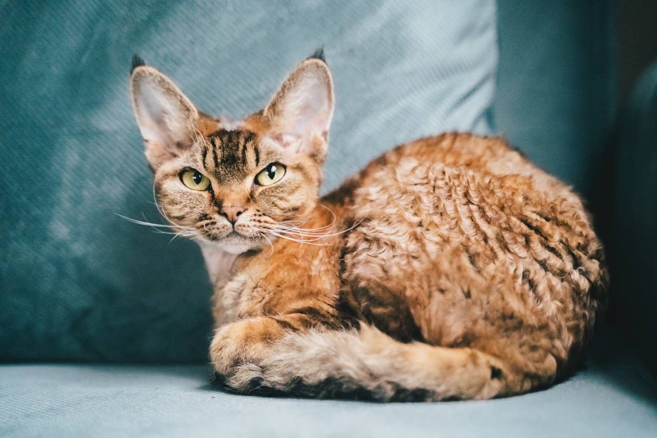 7 Hypoallergenic Cat Breeds That Won’t Trigger Allergies - Parade Pets