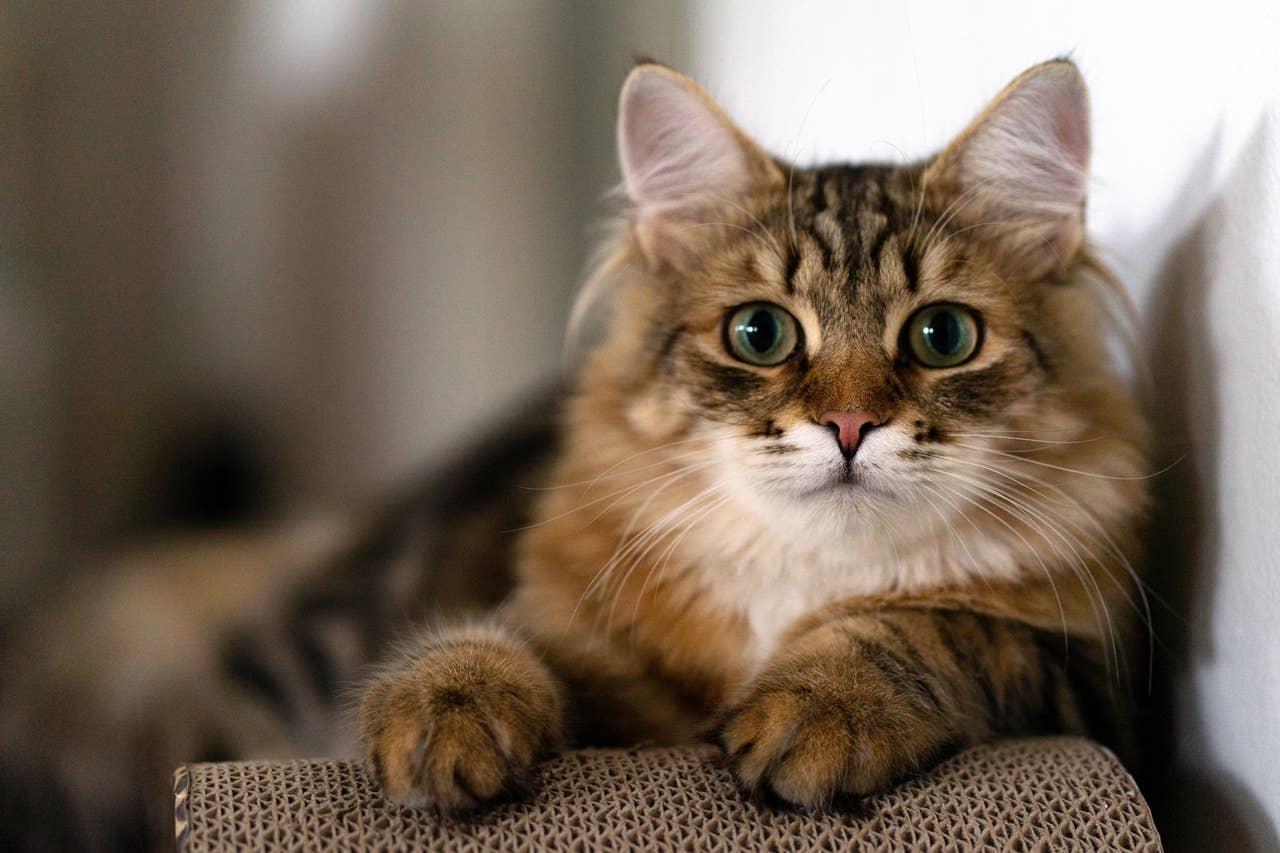 7 Hypoallergenic Cat Breeds That Won’t Trigger Allergies - Parade Pets