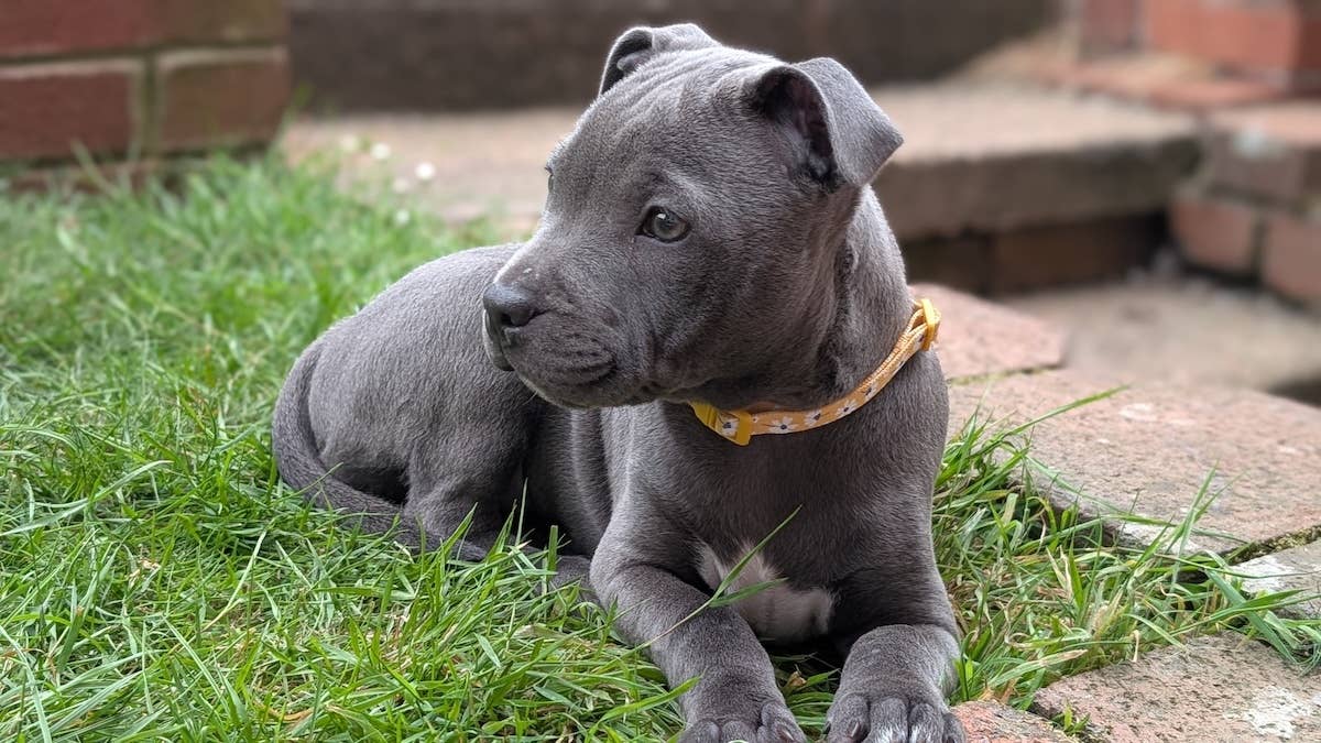 Little Blue Staffie Puppy Has the Sweetest Angel Eyes - Parade Pets