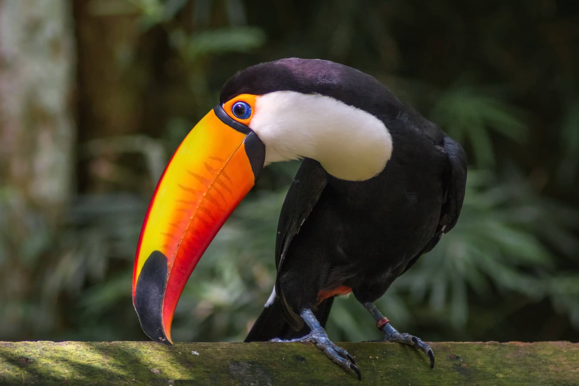 Toucan 'Honks' Through Snow Day as Mom Rubs His Beak - Parade Pets