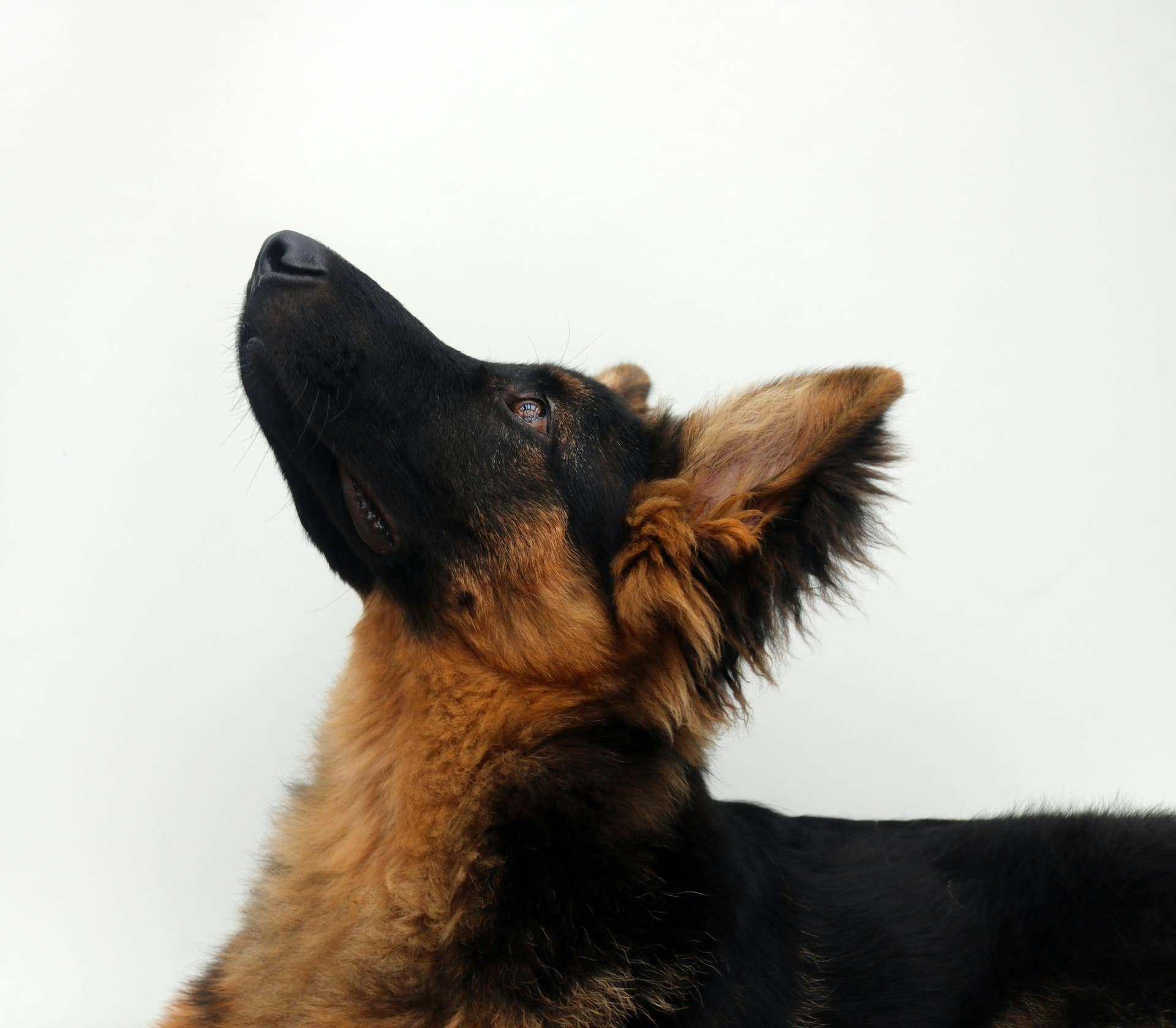 Dramatic German Shepherd Scolding Grandpa for Late Dinner Is Such a ...