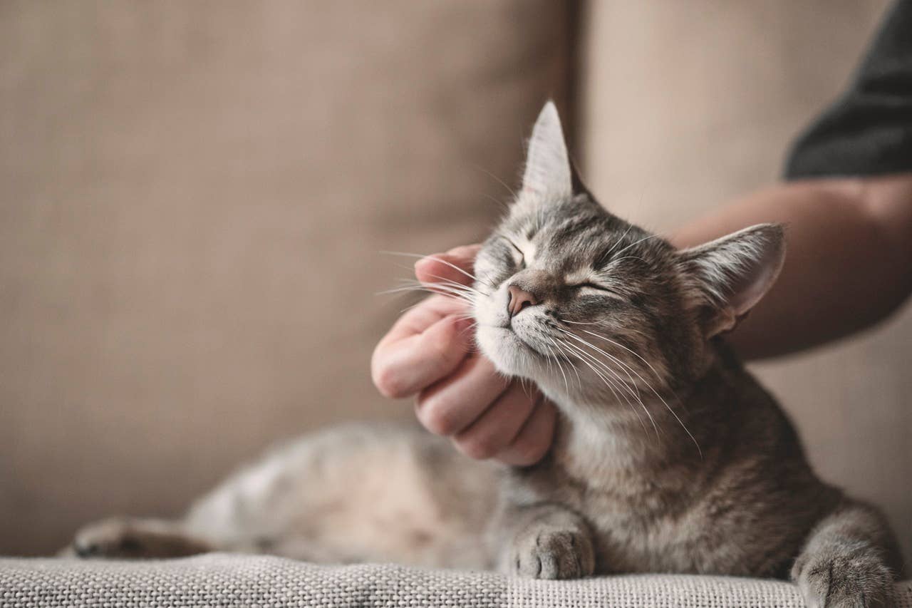 7 Adorable Ways Cats Show Affection (Vet-Approved) - Parade Pets