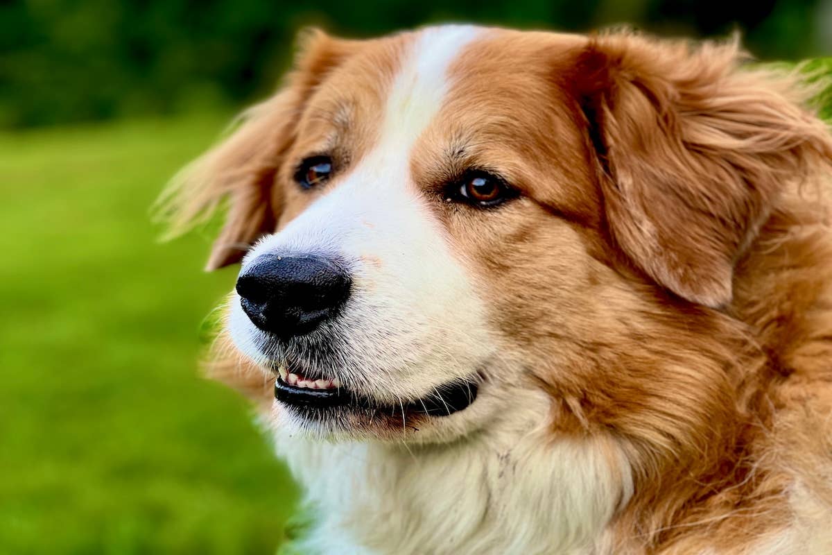 ‘Great Bernese’ Goes Full Grumble at Mom Like a Sassy Prince - Parade Pets