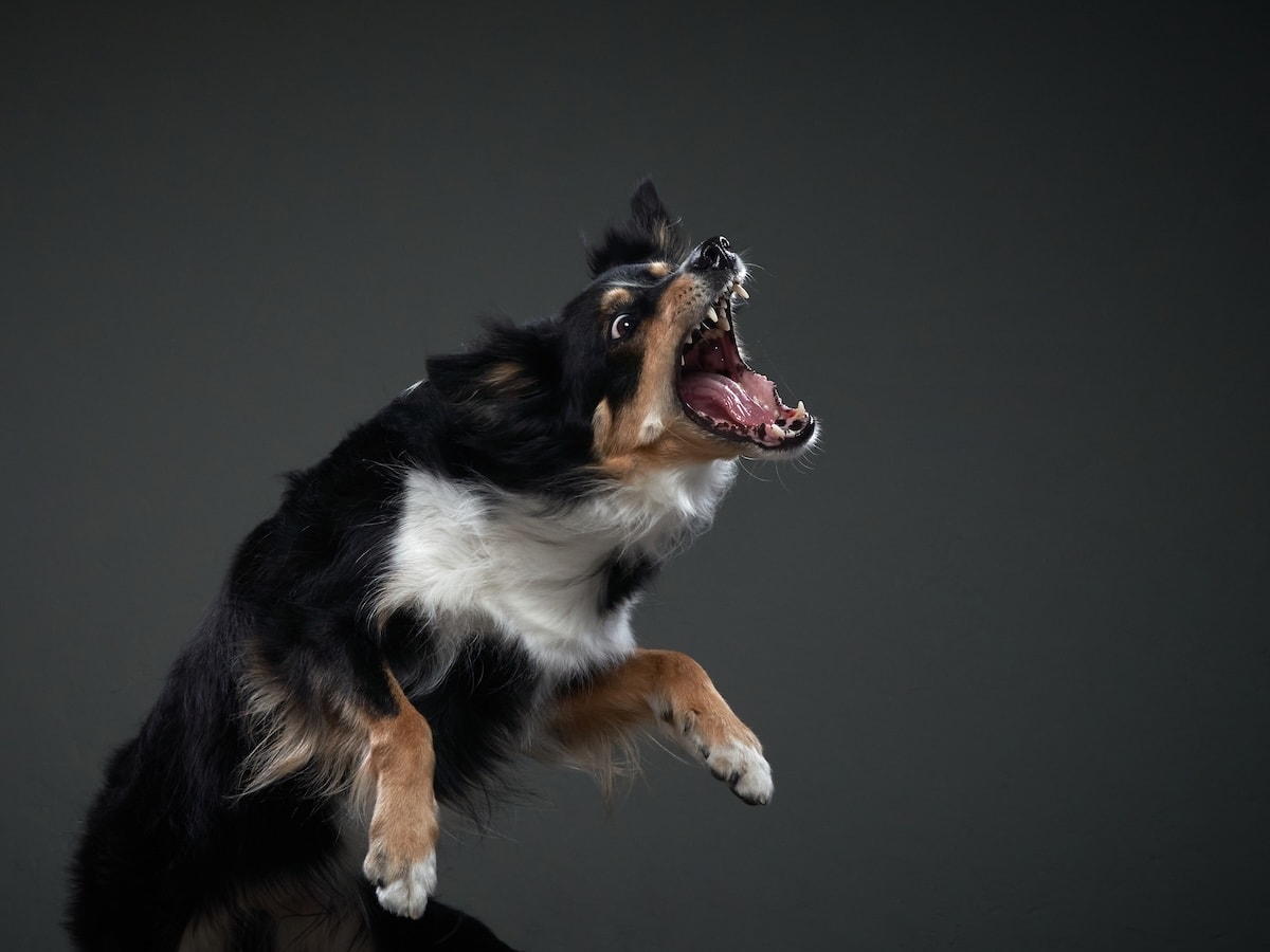 Border Collie Interrupts Mom’s Reading Time by Using Her as a ...
