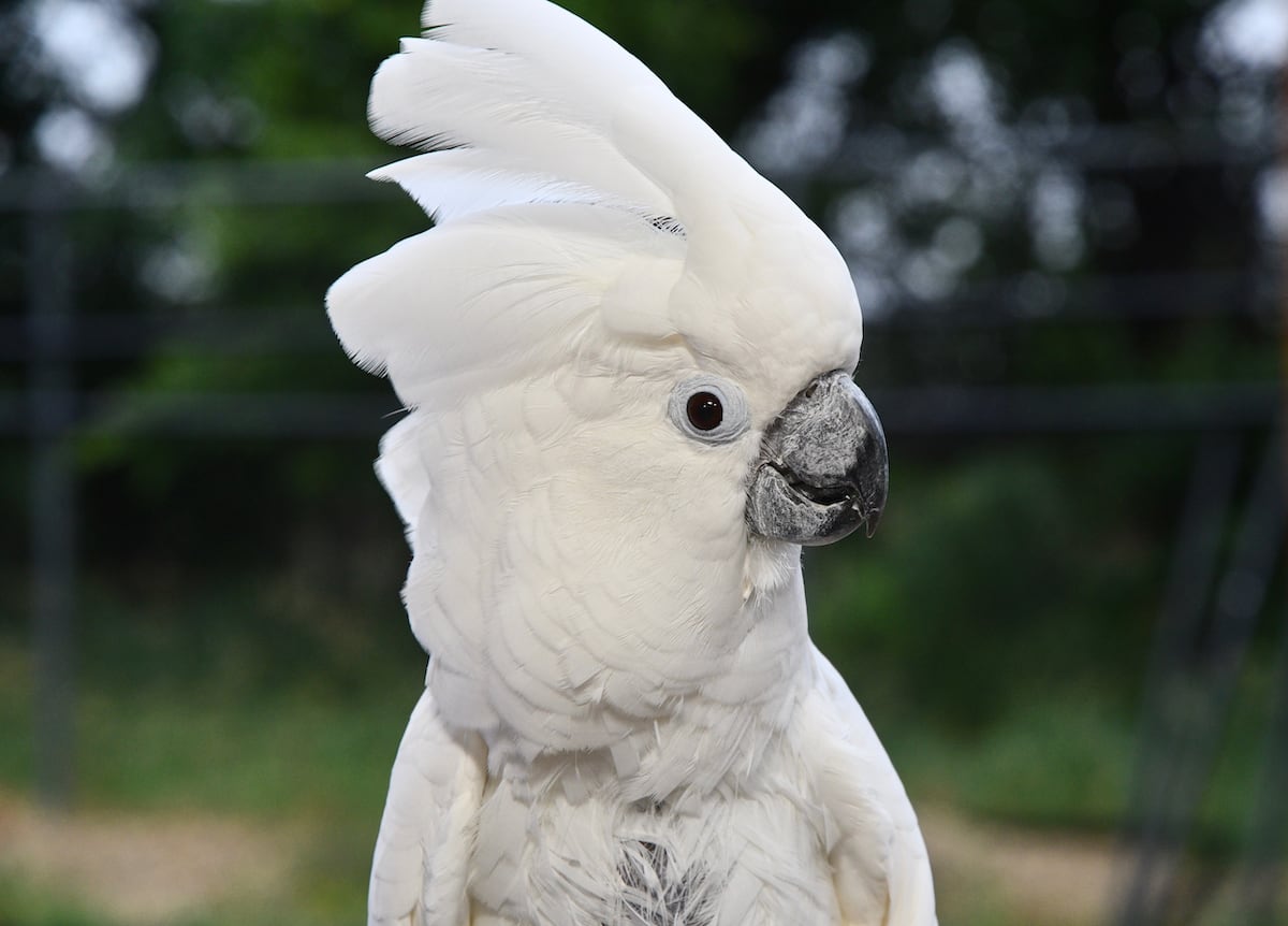 Cockatoo Does Most Precious Dance to Catchy Little Tune - Parade Pets