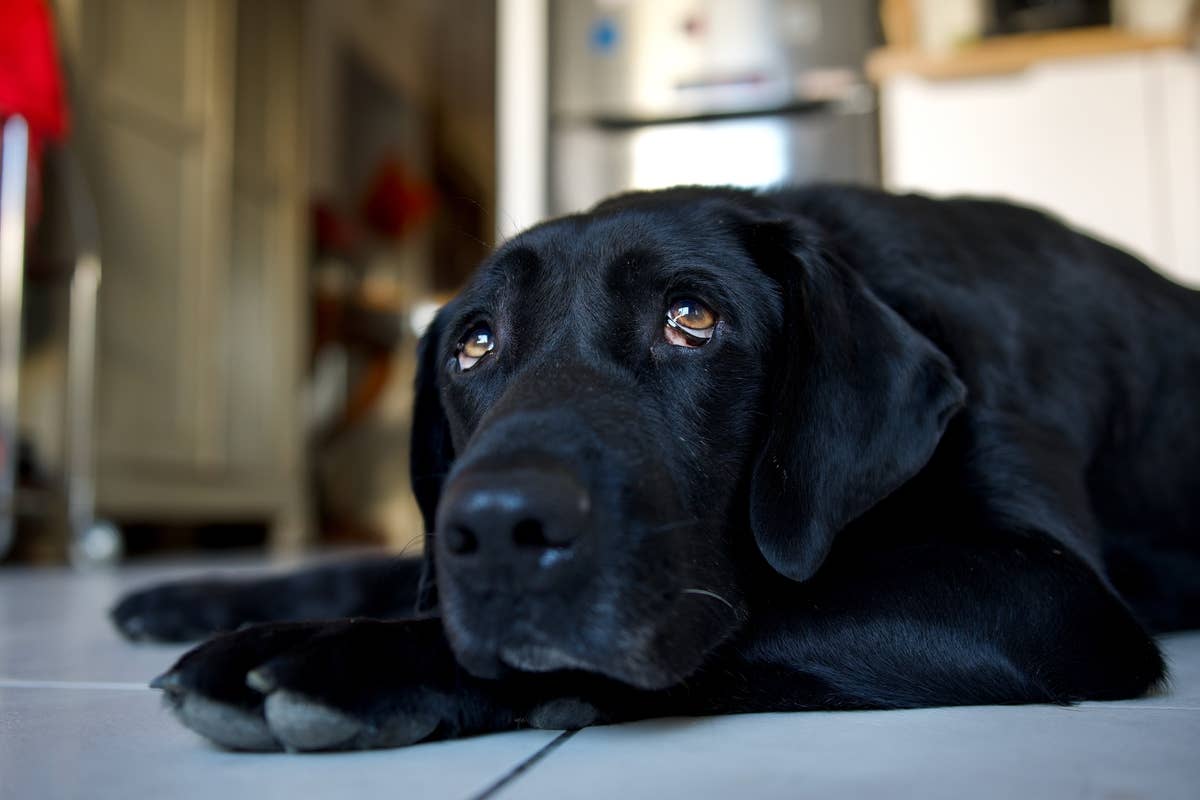 Black Labrador Pouts Like a Human Kid Over Guest Sleeping in His ...