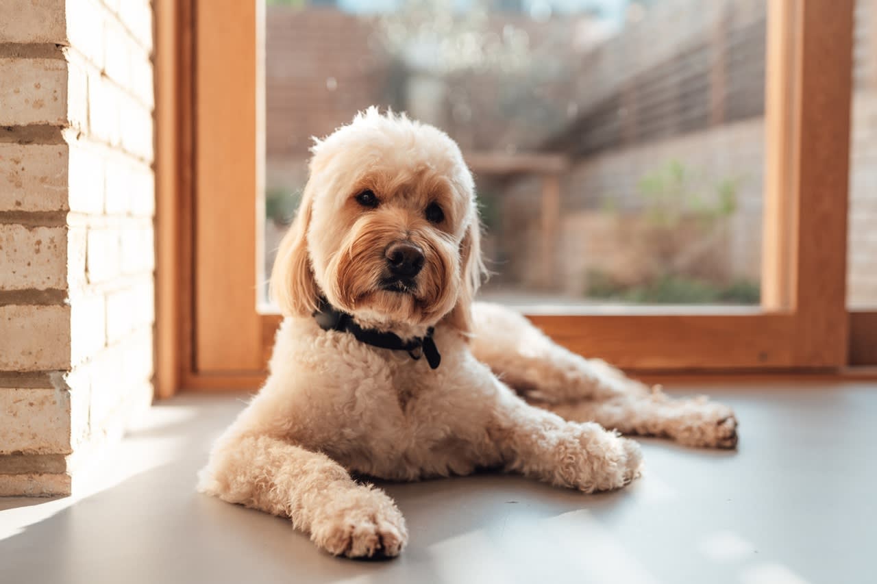 8 Signs Your Dog Is Sad When You Go to Work, Experts Say - Parade Pets