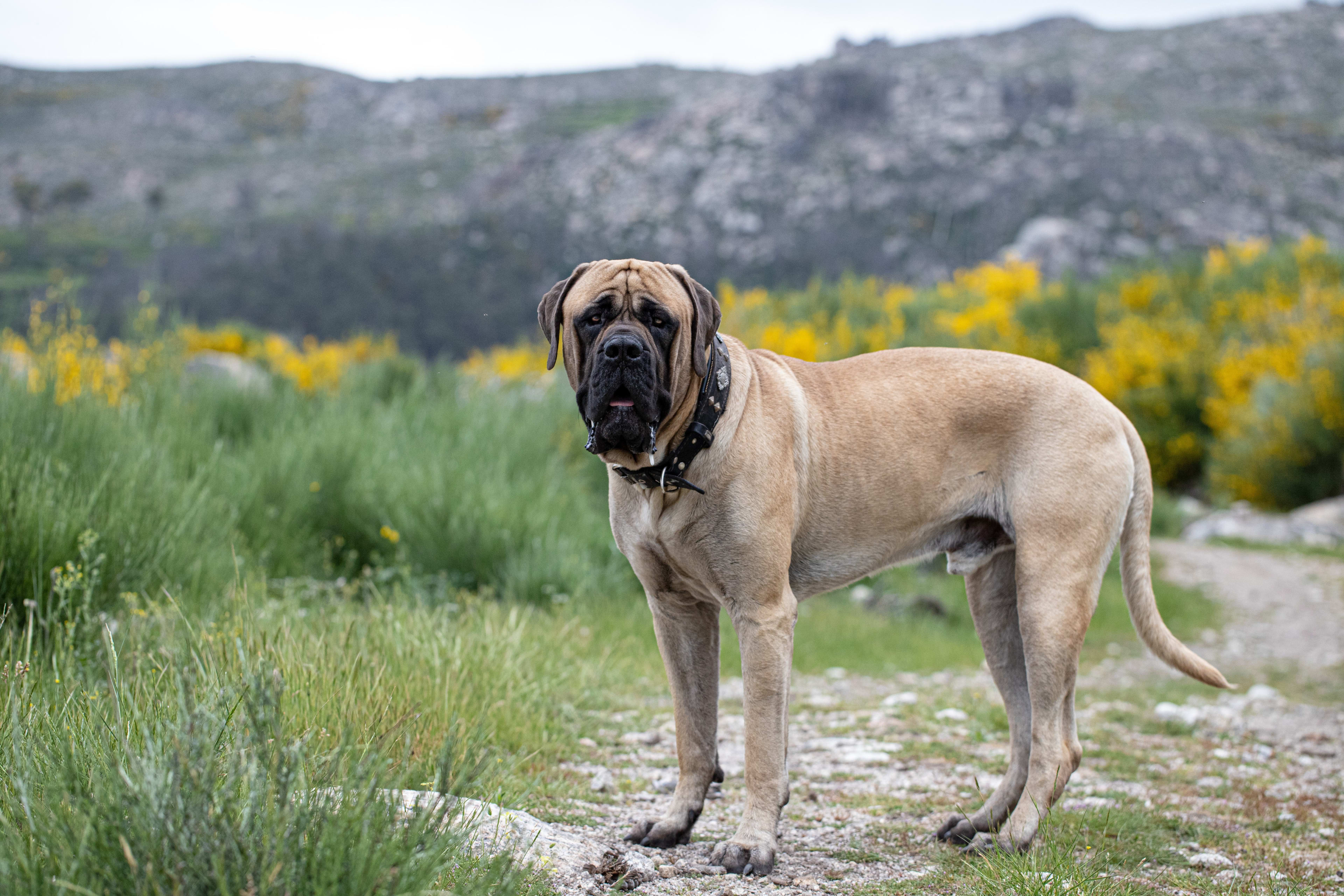 Huge Mastiffs Train Tiny Grandma to Pay the 'Cheese Tax,' and the Video ...